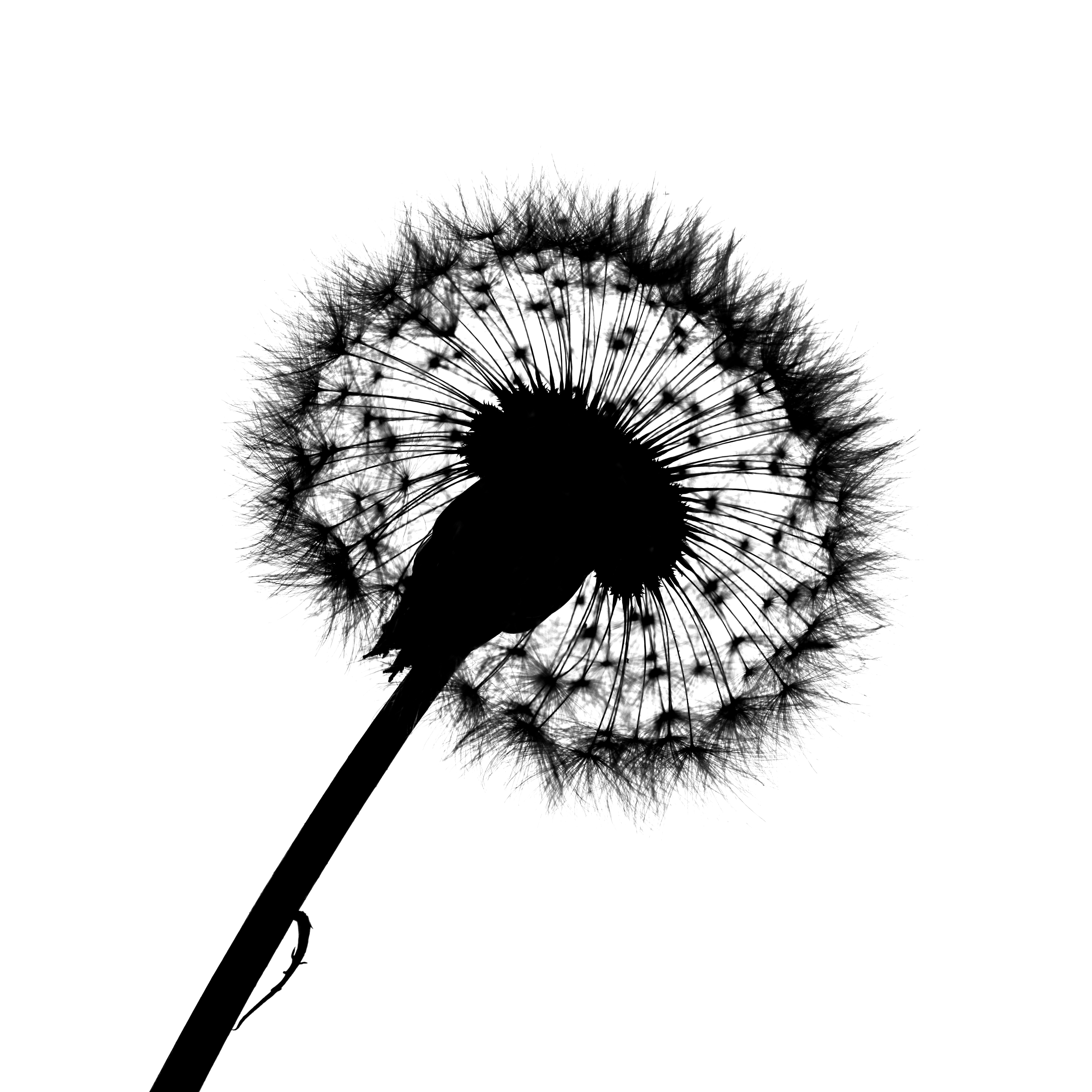 Whispers of the Wind: A Dandelion's Dance