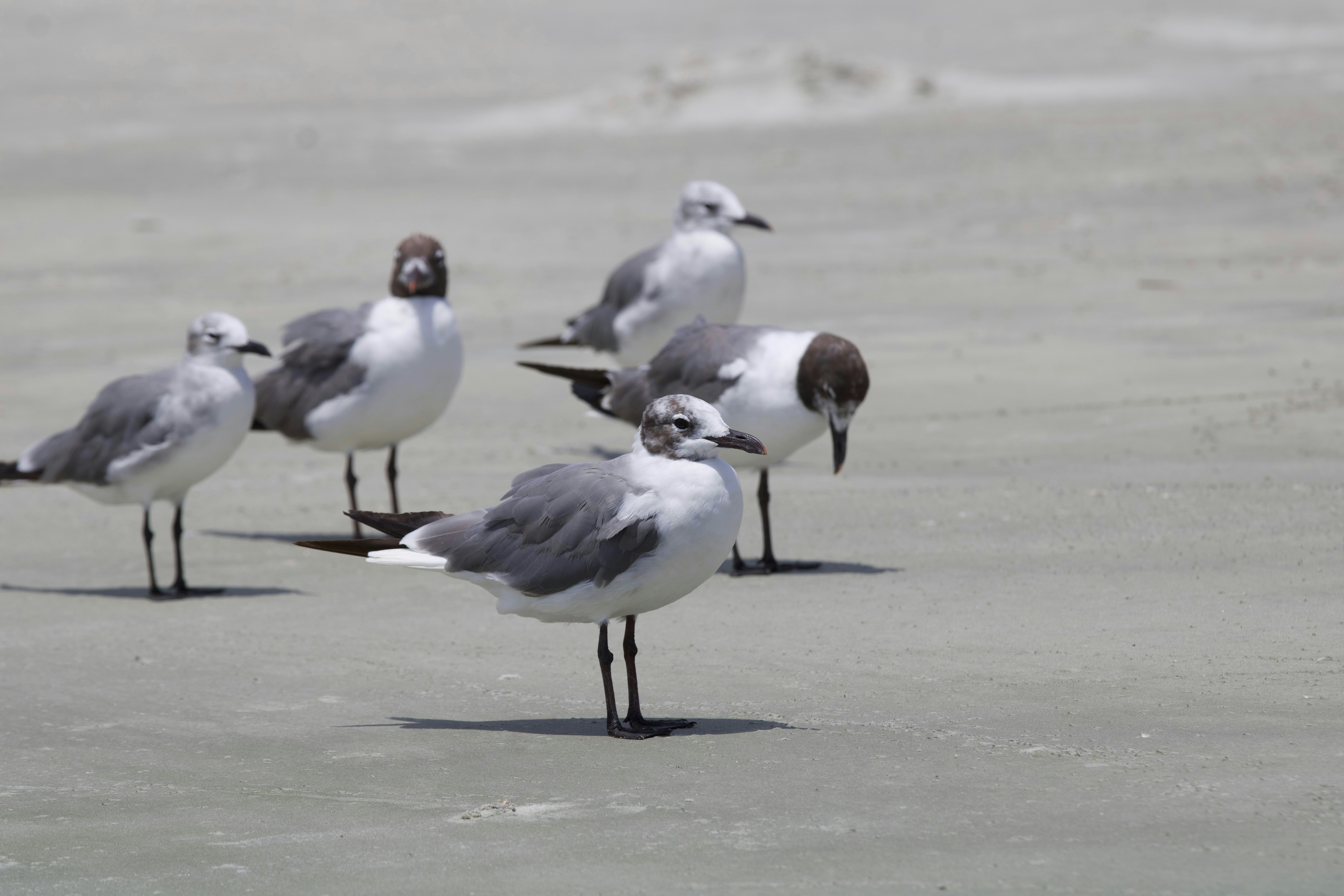 Shoreline Flock: A Quiet Assembly of Seagulls on the Beach