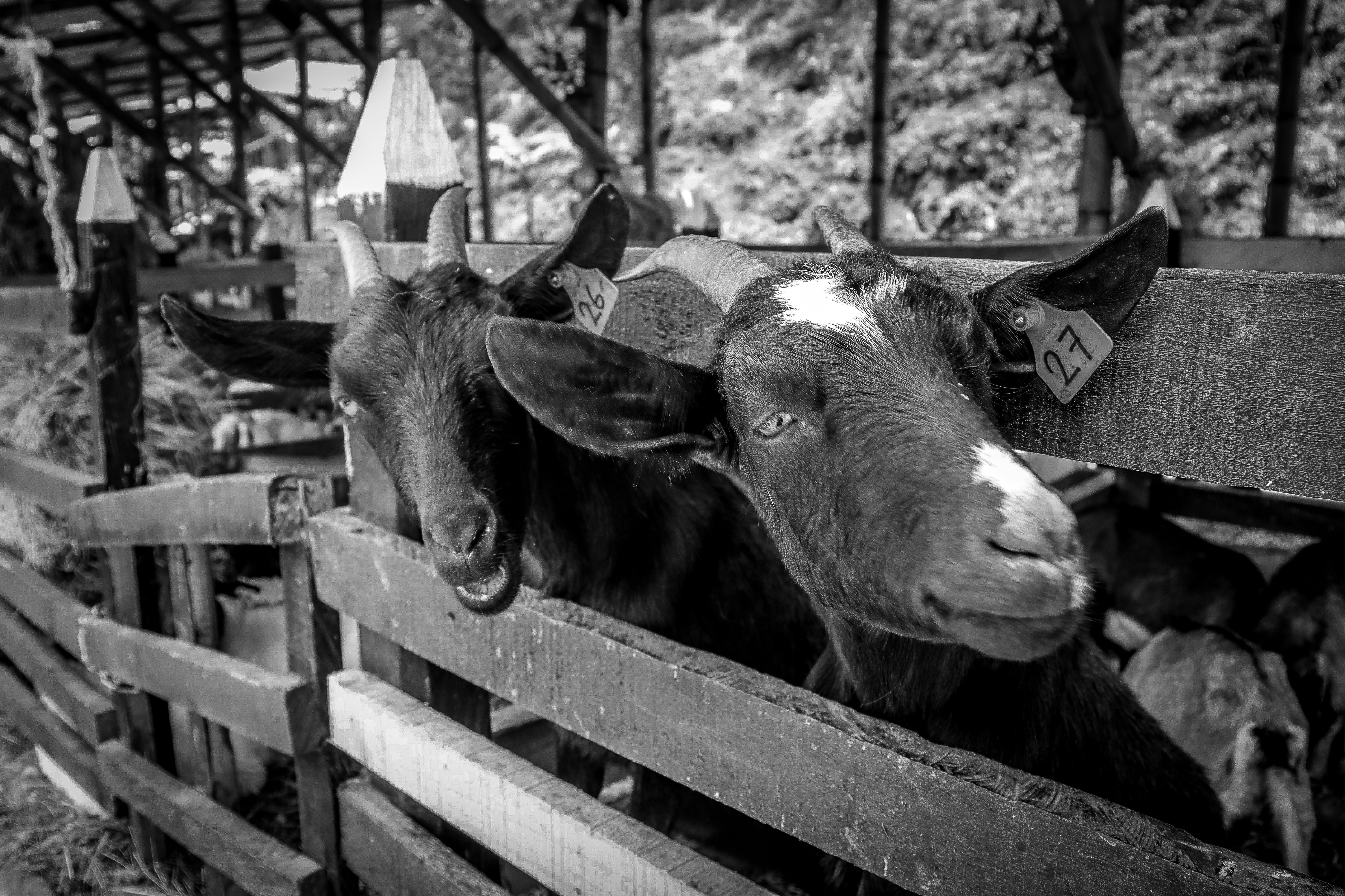 Whispers of the Barn: A Goat's Perspective