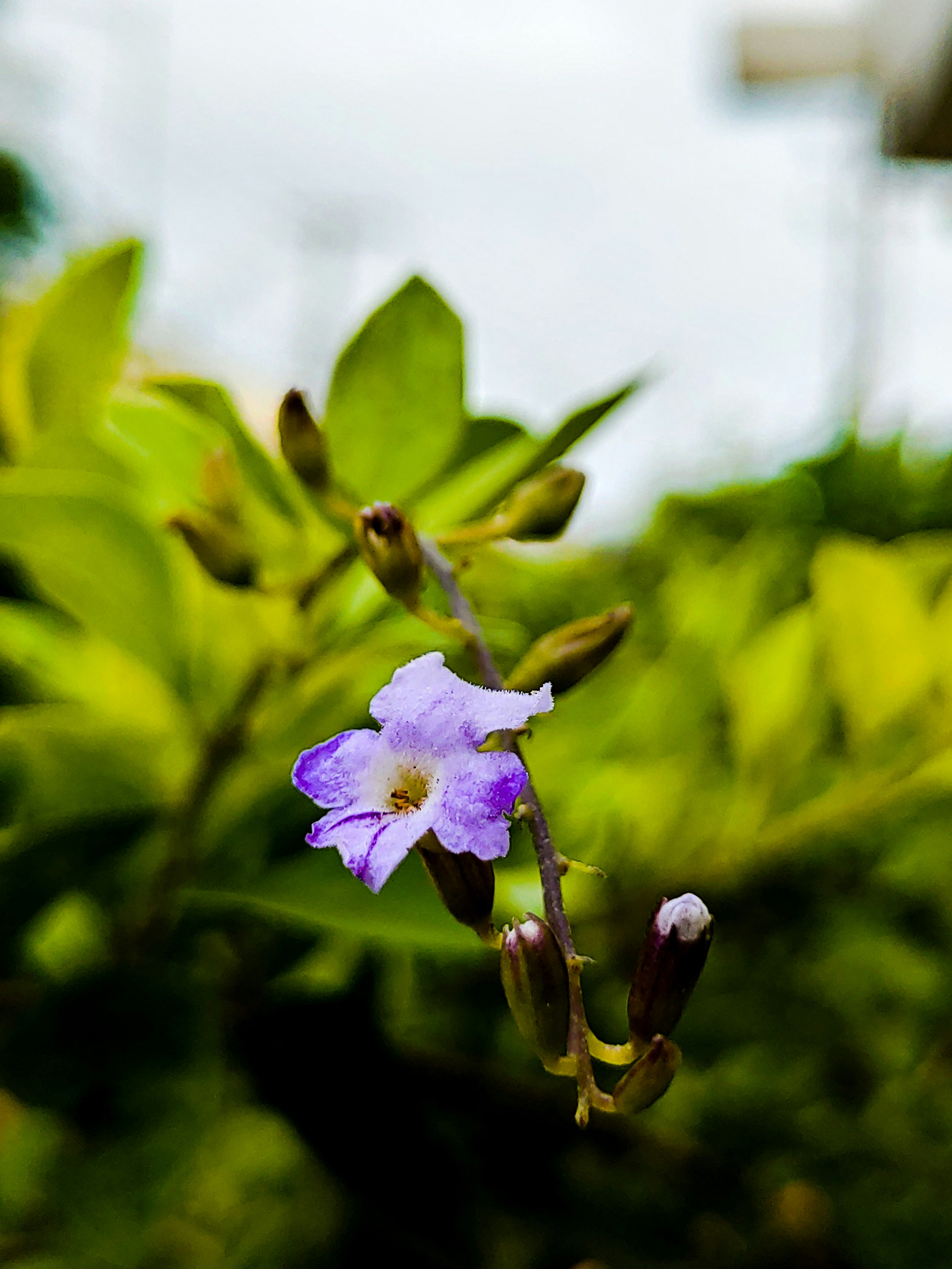 A delicate purple flower with green leaves