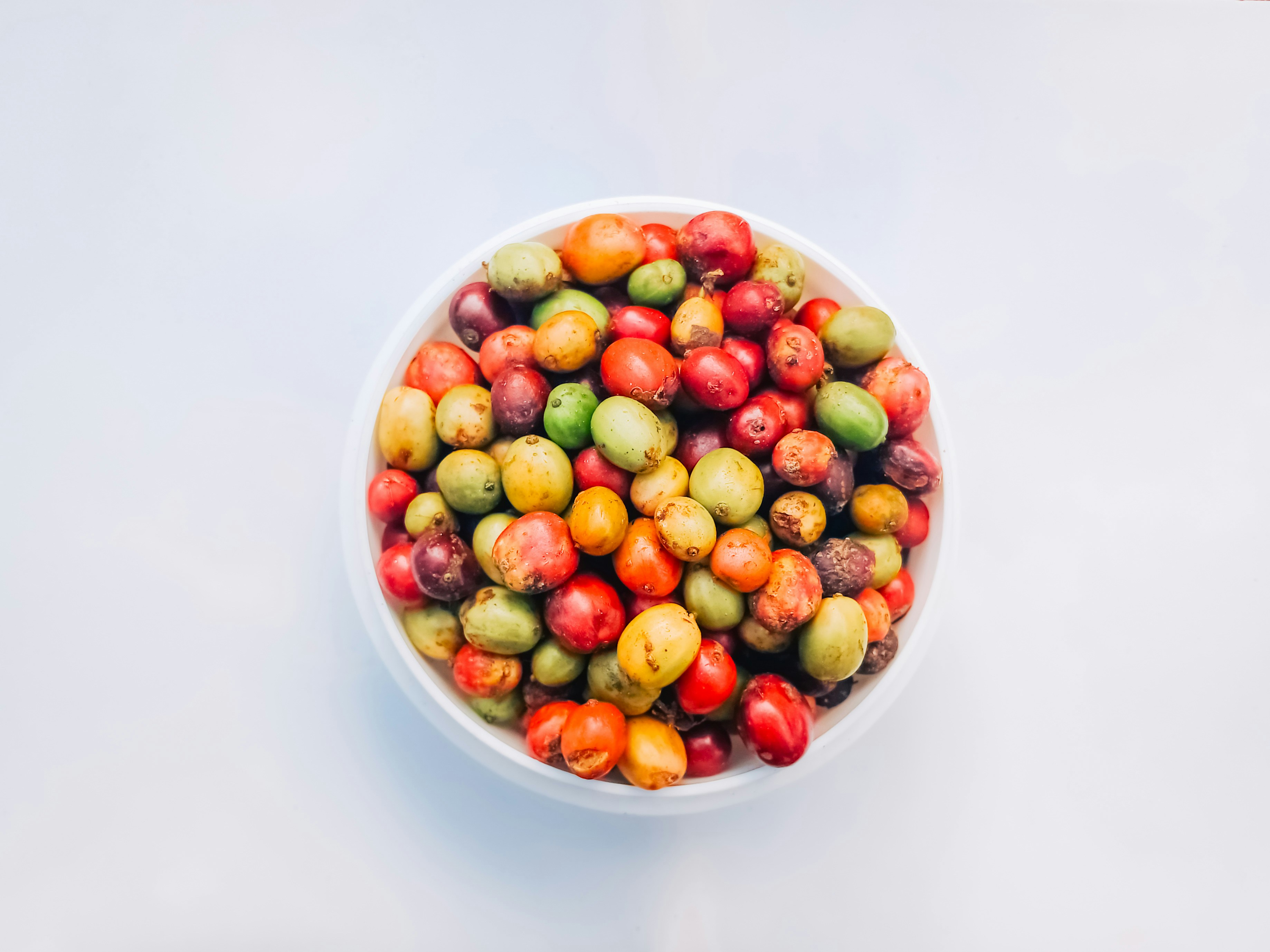 Bowl of colorful fresh coffee cherries