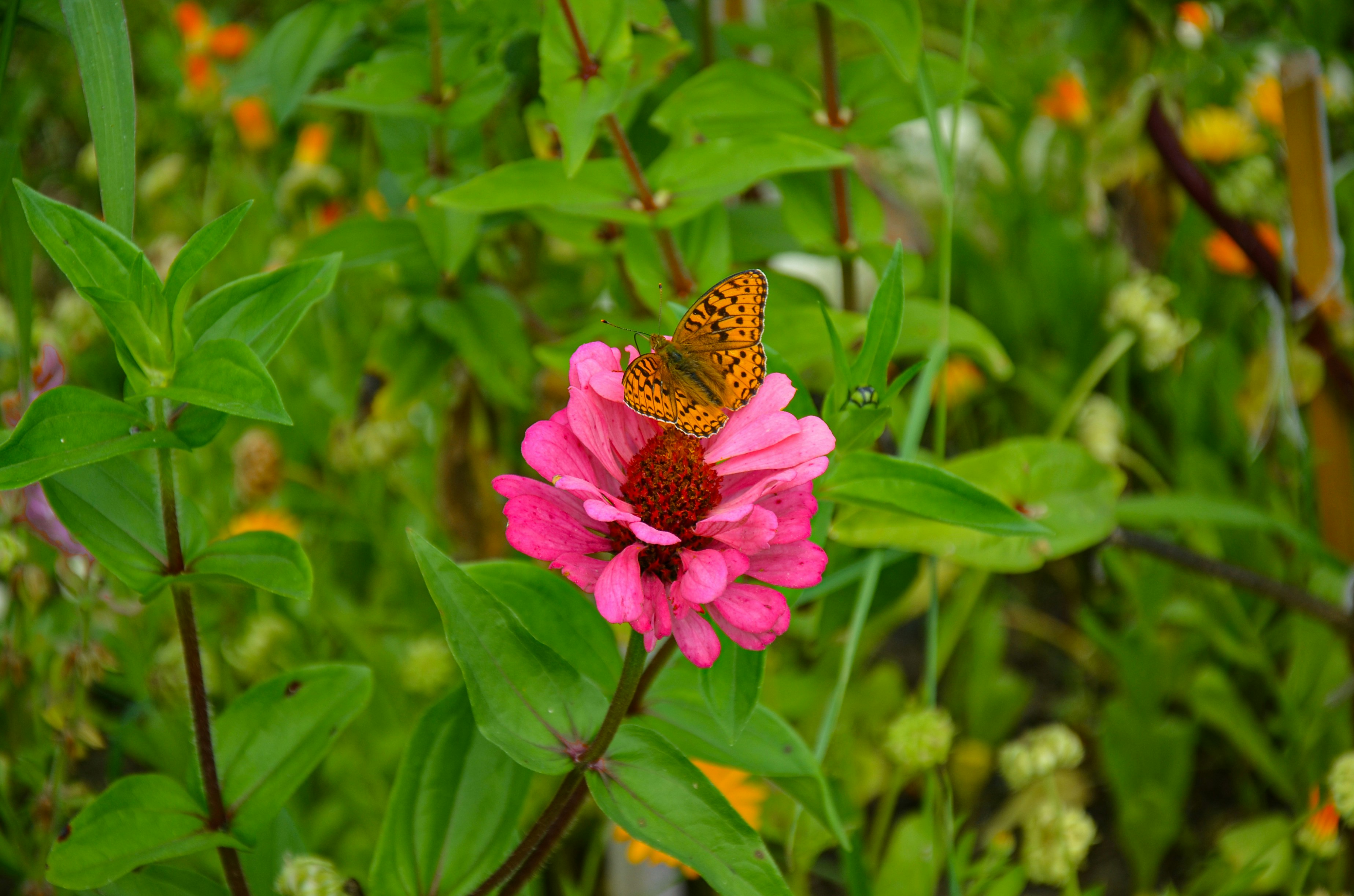 Harmony in Nature: A Butterfly's Embrace