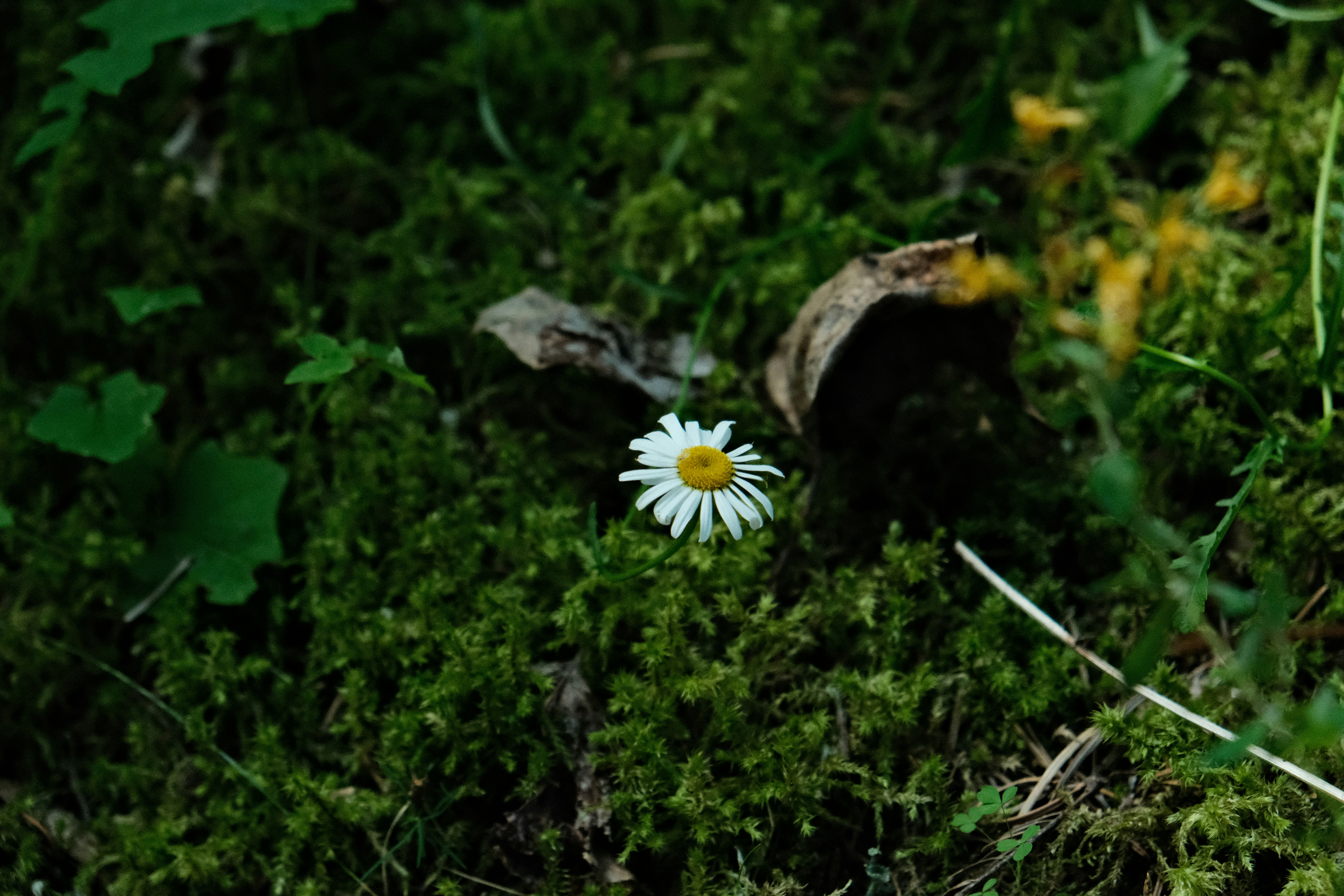 A single daisy rests on mossy ground.
