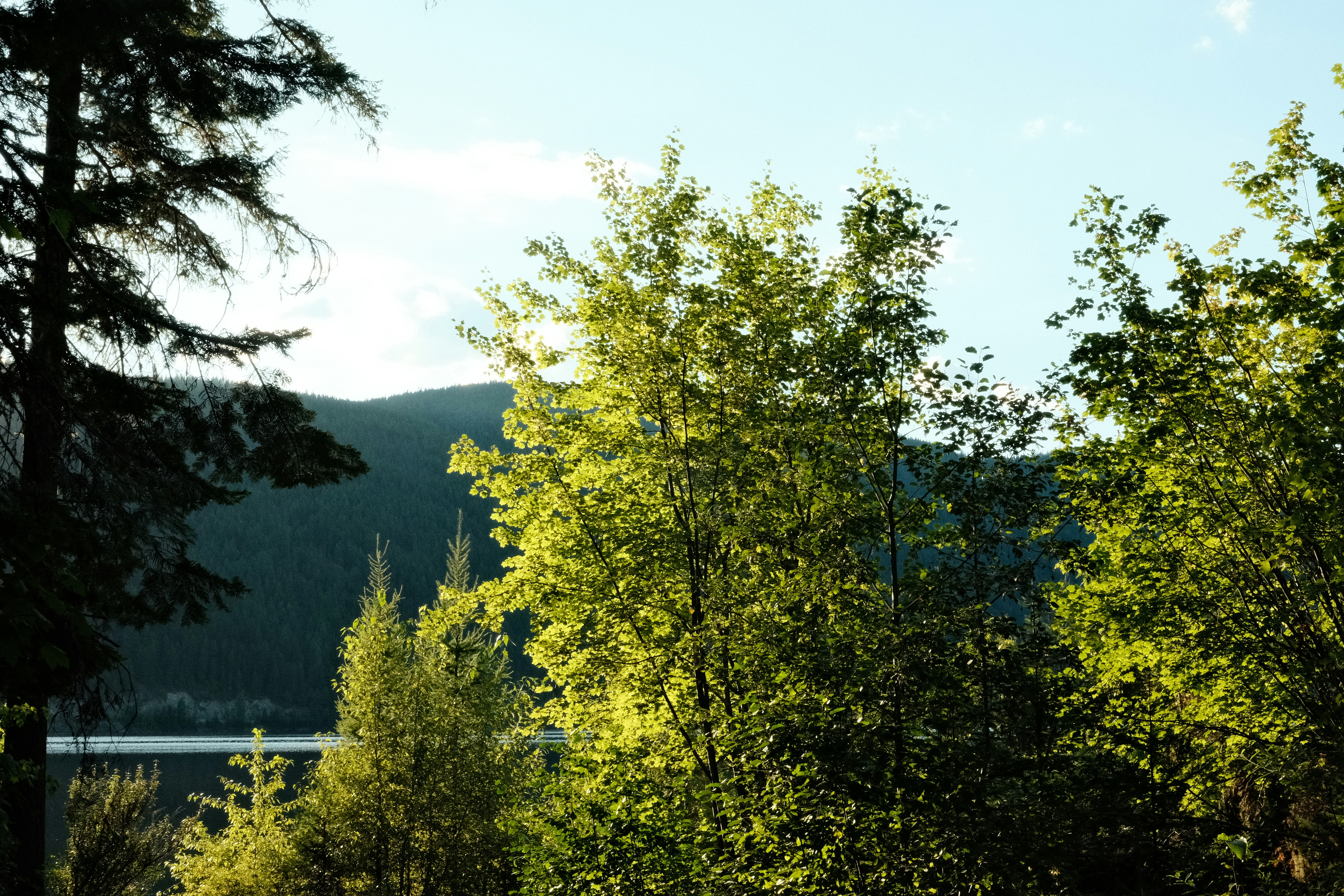 Sunlight filters through vibrant green leaves, framing a serene lake and distant mountains.