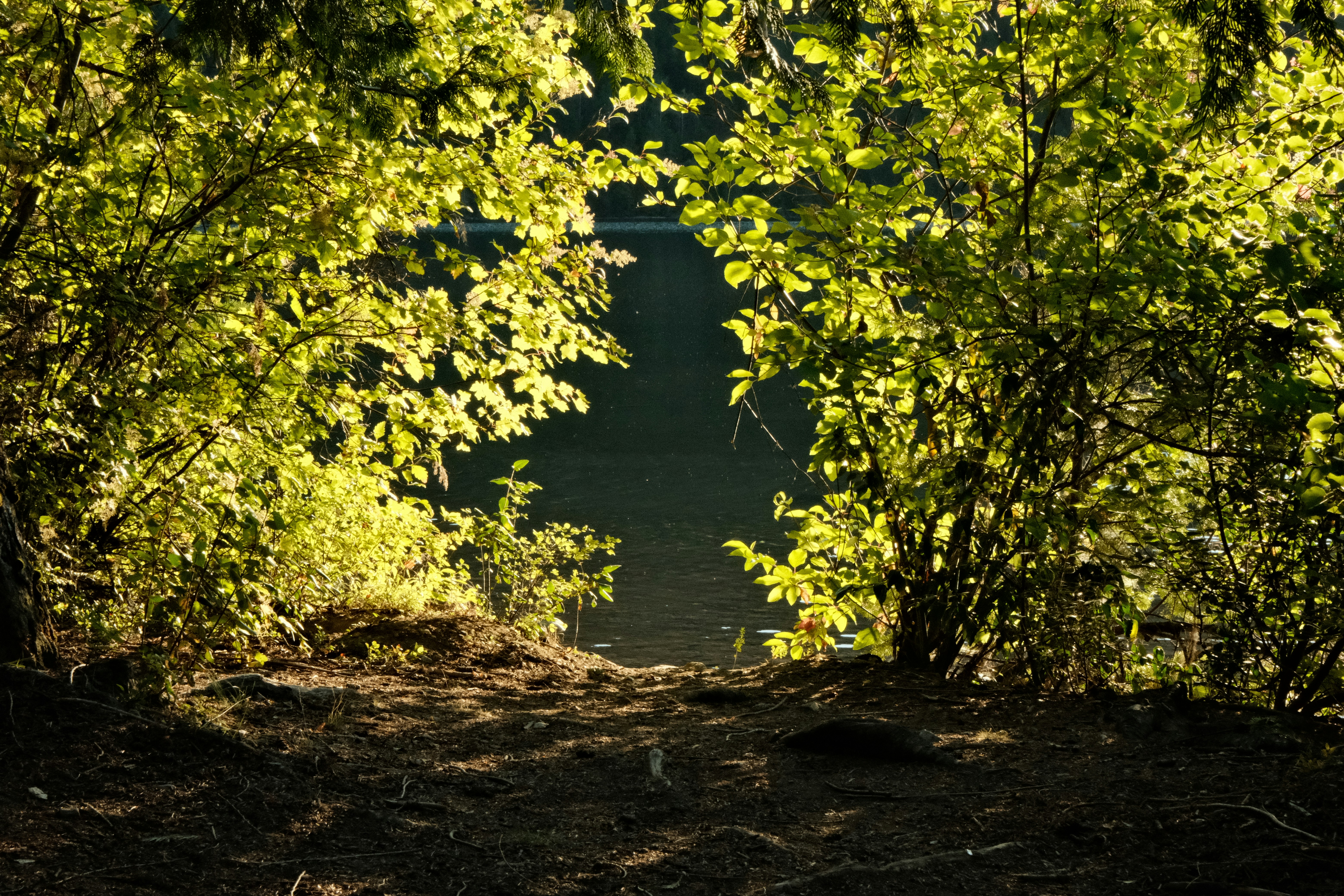 Sunlight filters through lush foliage, framing a tranquil water view at the edge of a forest. The scene invites calm reflection.