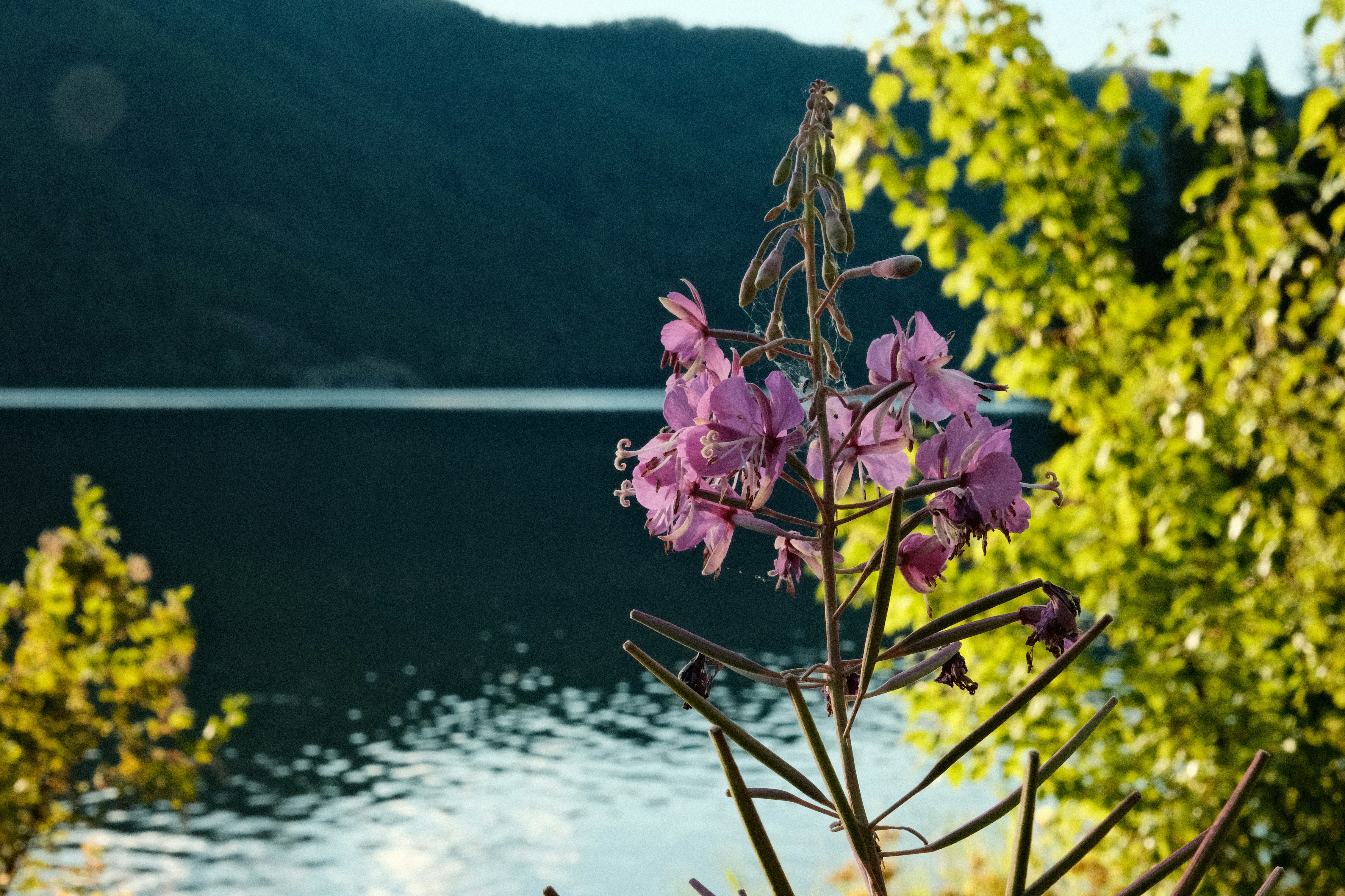 Delicate pink flowers stand tall against a serene lake backdrop, framed by lush greenery and distant mountains. 