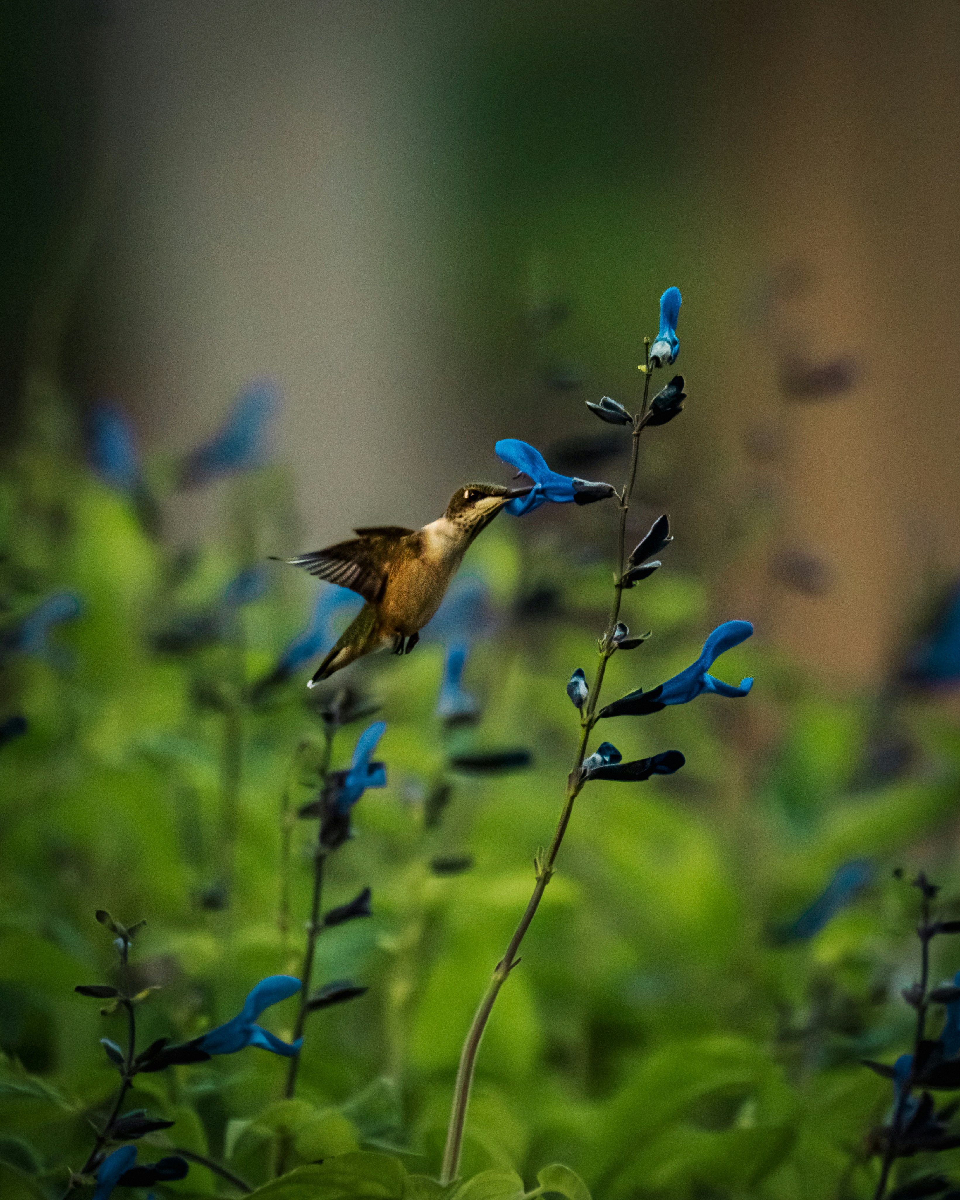 Nature's Dancer: A Hummingbird's Delicate Feast