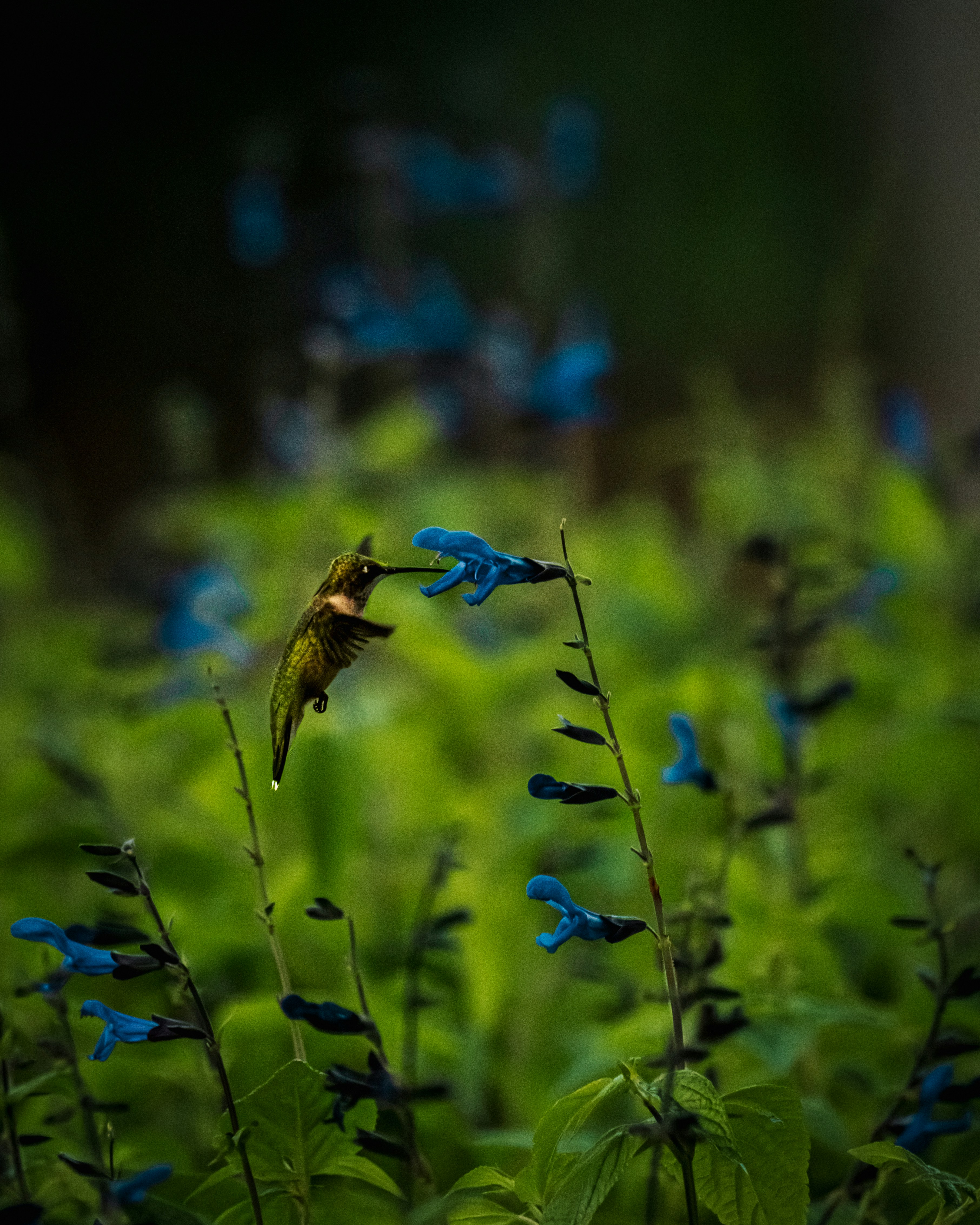 Hummingbird's Bold Dip Among Indigo Blooms