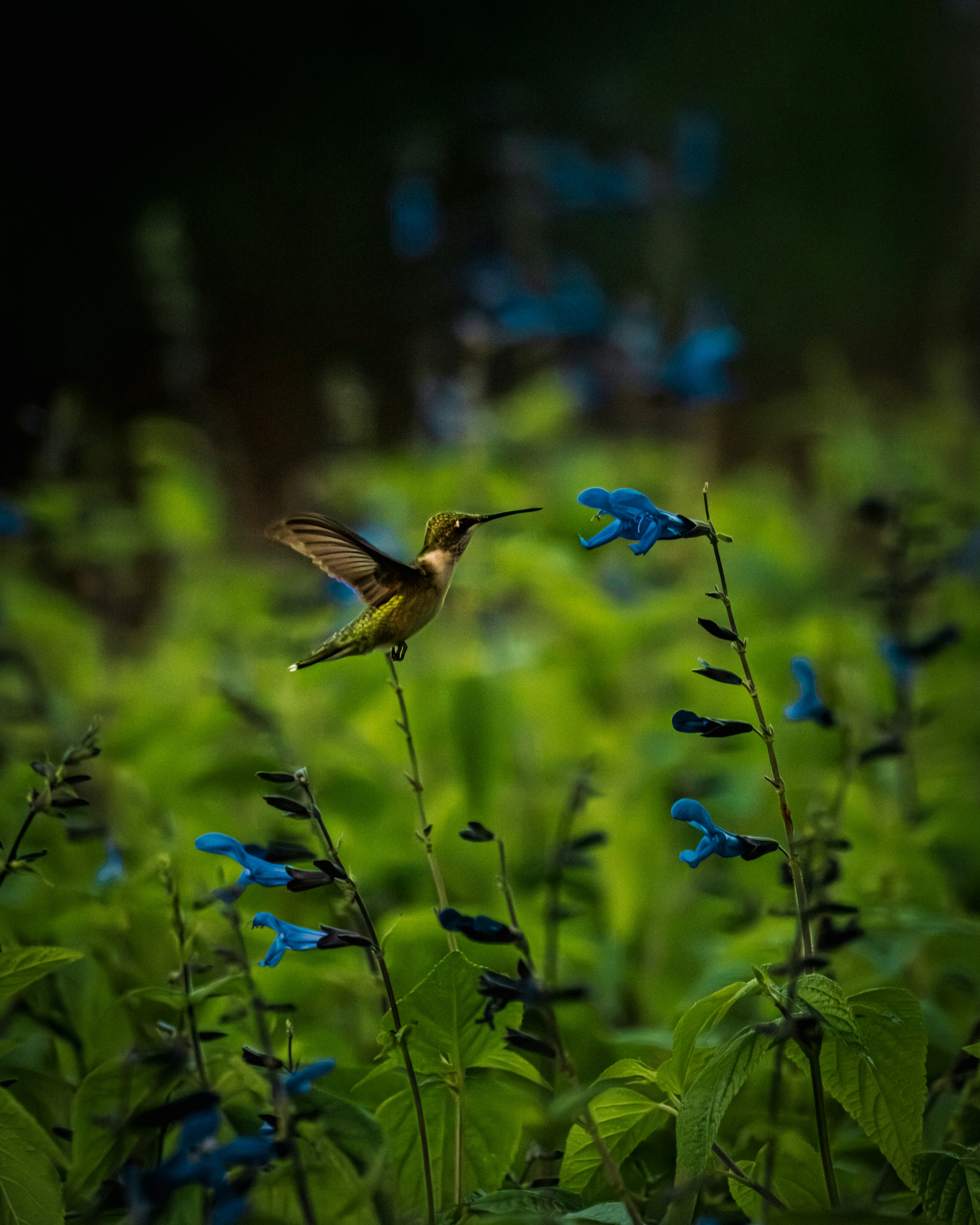A close-up photograph of a hummingbird interacting with flowers, capturing its delicate beauty and rapid wing movement. Ideal for illustrating wildlife, pollination, tropical birds, and the wonders of nature.