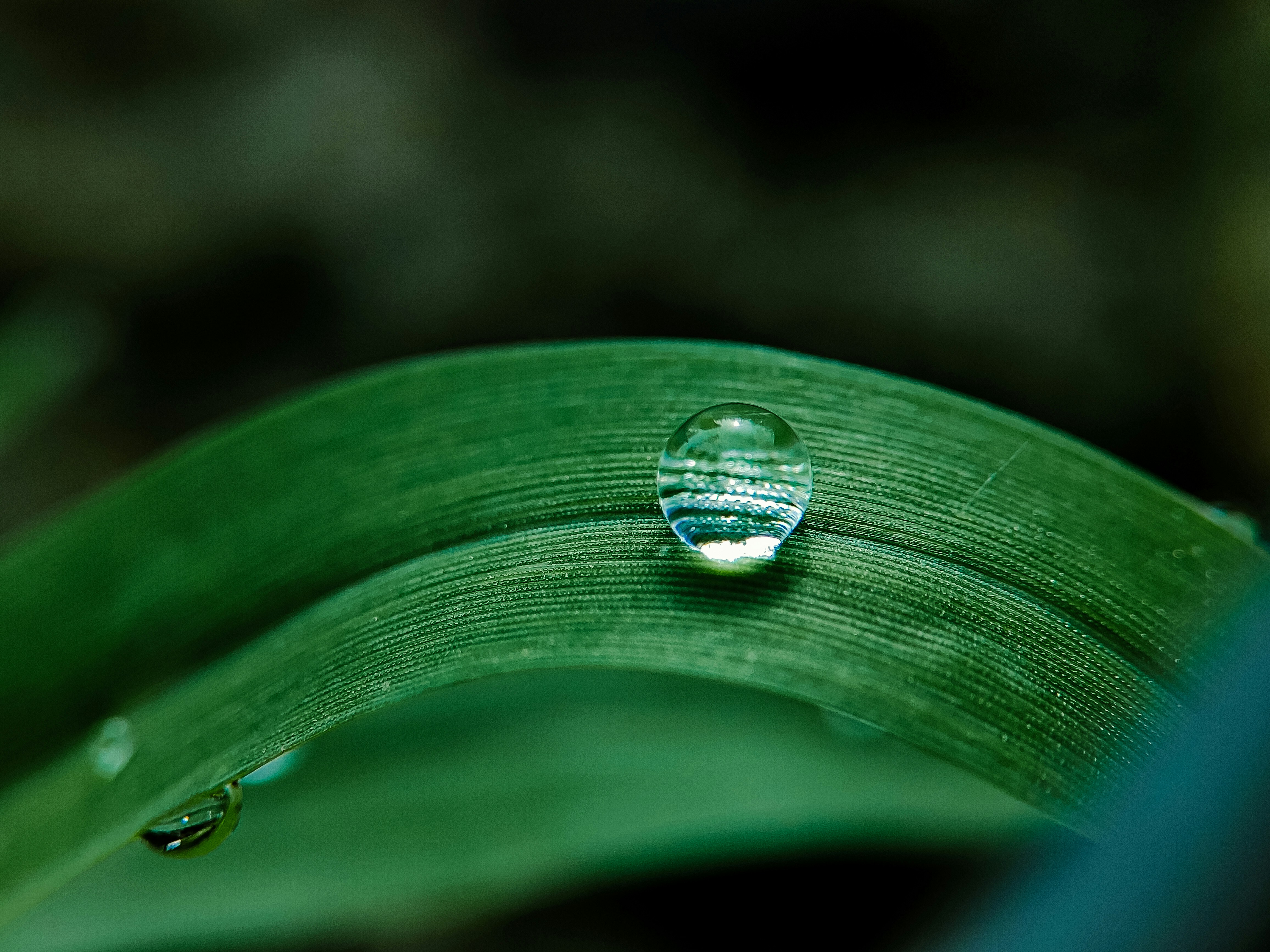 Several delicate water droplets rest on a young green leaf, capturing the fresh and serene feeling of a cool morning. The soft bokeh background enhances the focus on nature's simple beauty. | Close-up of a water droplet on a green leaf.