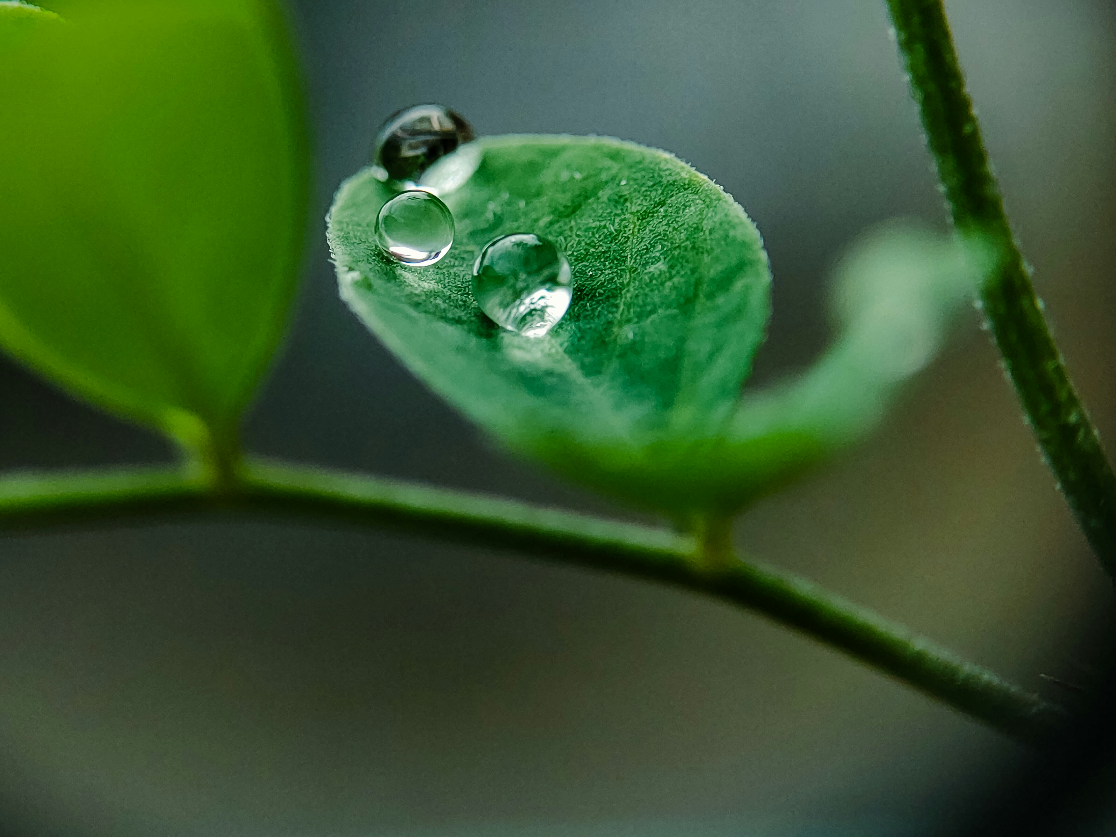 A macro shot of a single morning dewdrop resting on a green leaf. This photograph captures the clarity of the water droplet and the intricate, detailed veins of the leaf, highlighting the tiny beauty hidden within nature. | Water droplets on a green leaf
