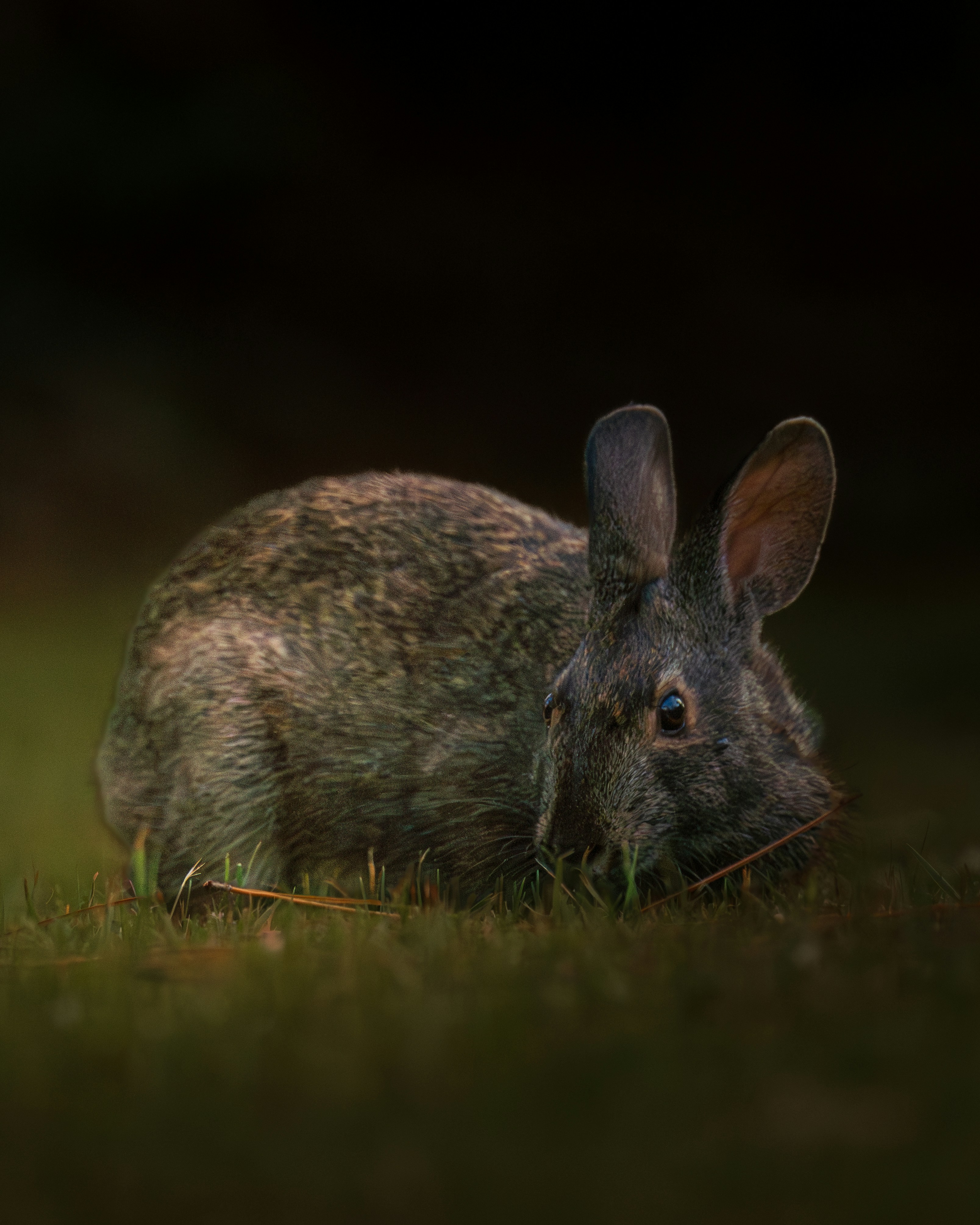 Wild Rabbit Portrait | A rabbit sits in the grass with dark background.