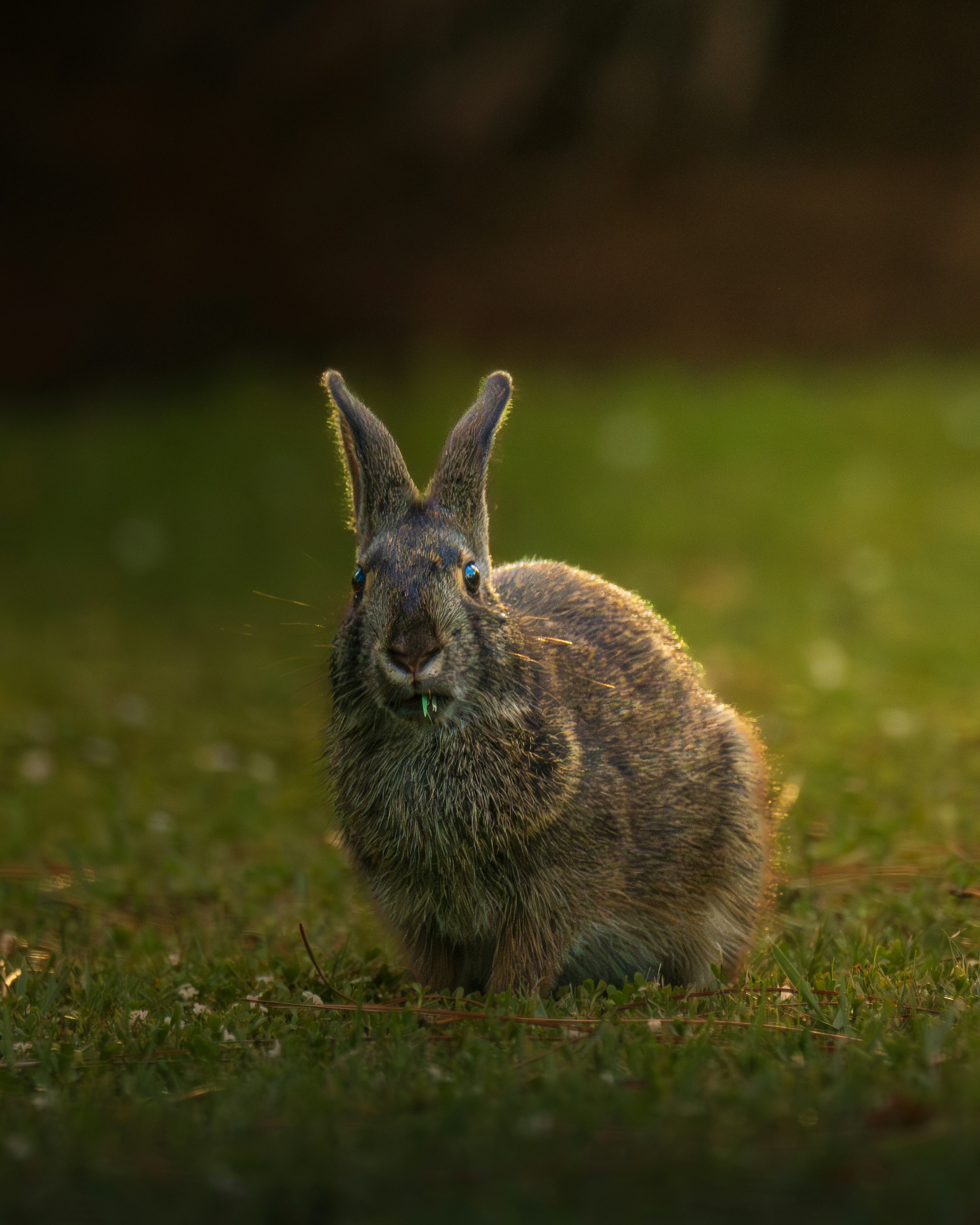 Wild Rabbit Portrait