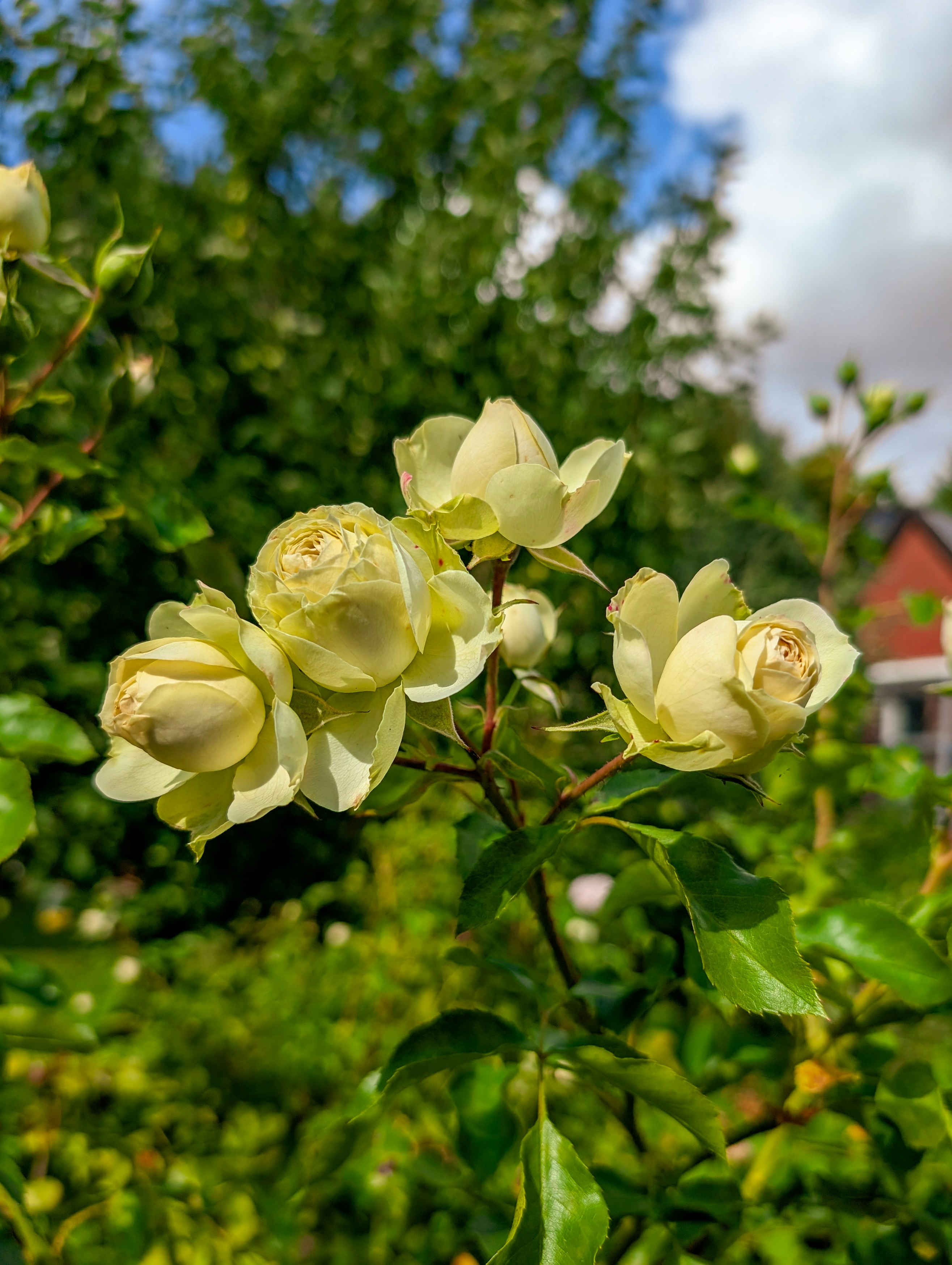 Whispers of Spring: The Delicate Charm of Cream Roses