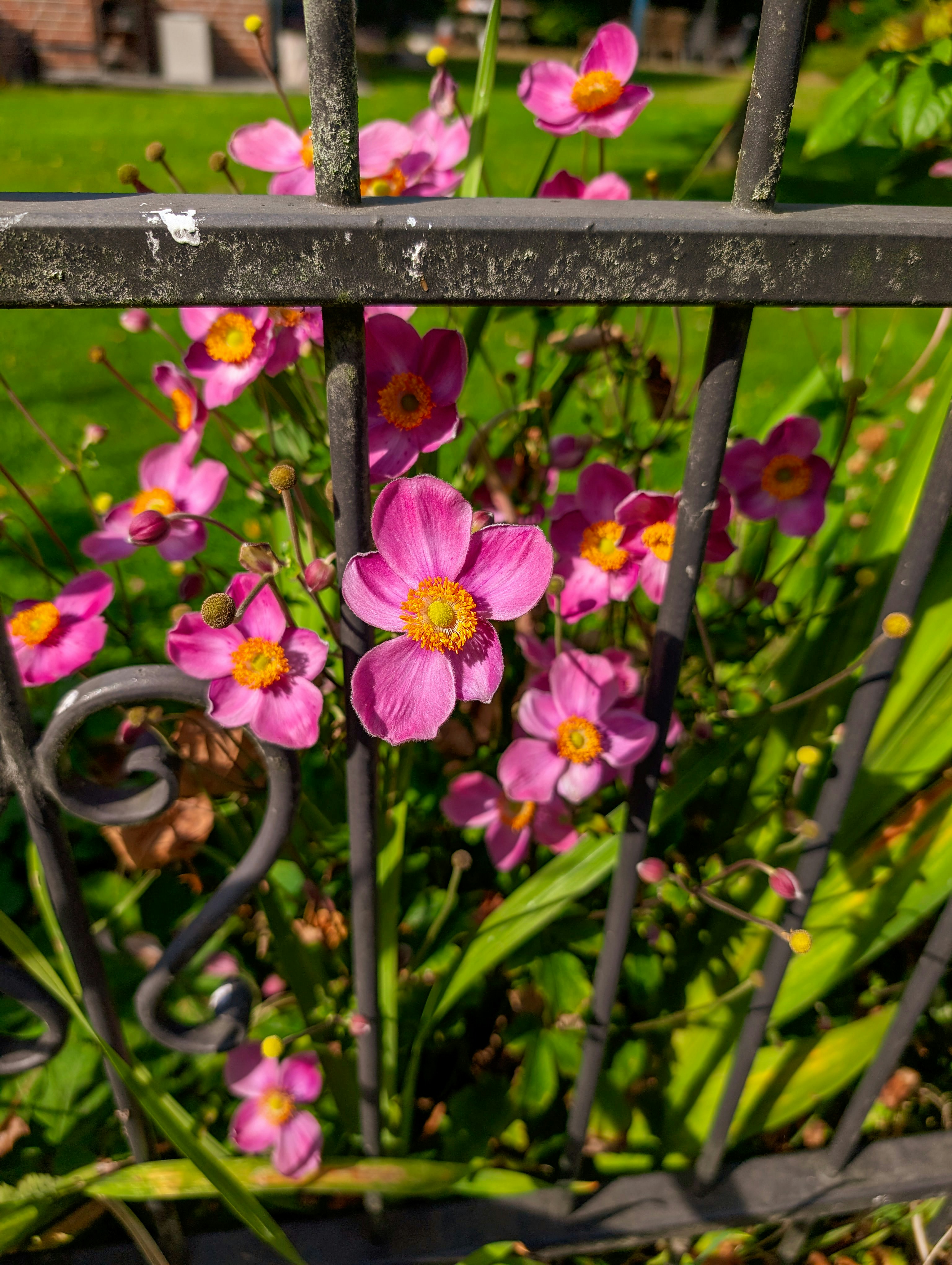 Pink Anemone Blooms Grasping Steel: A Garden Portrait Through Lattice Gaps