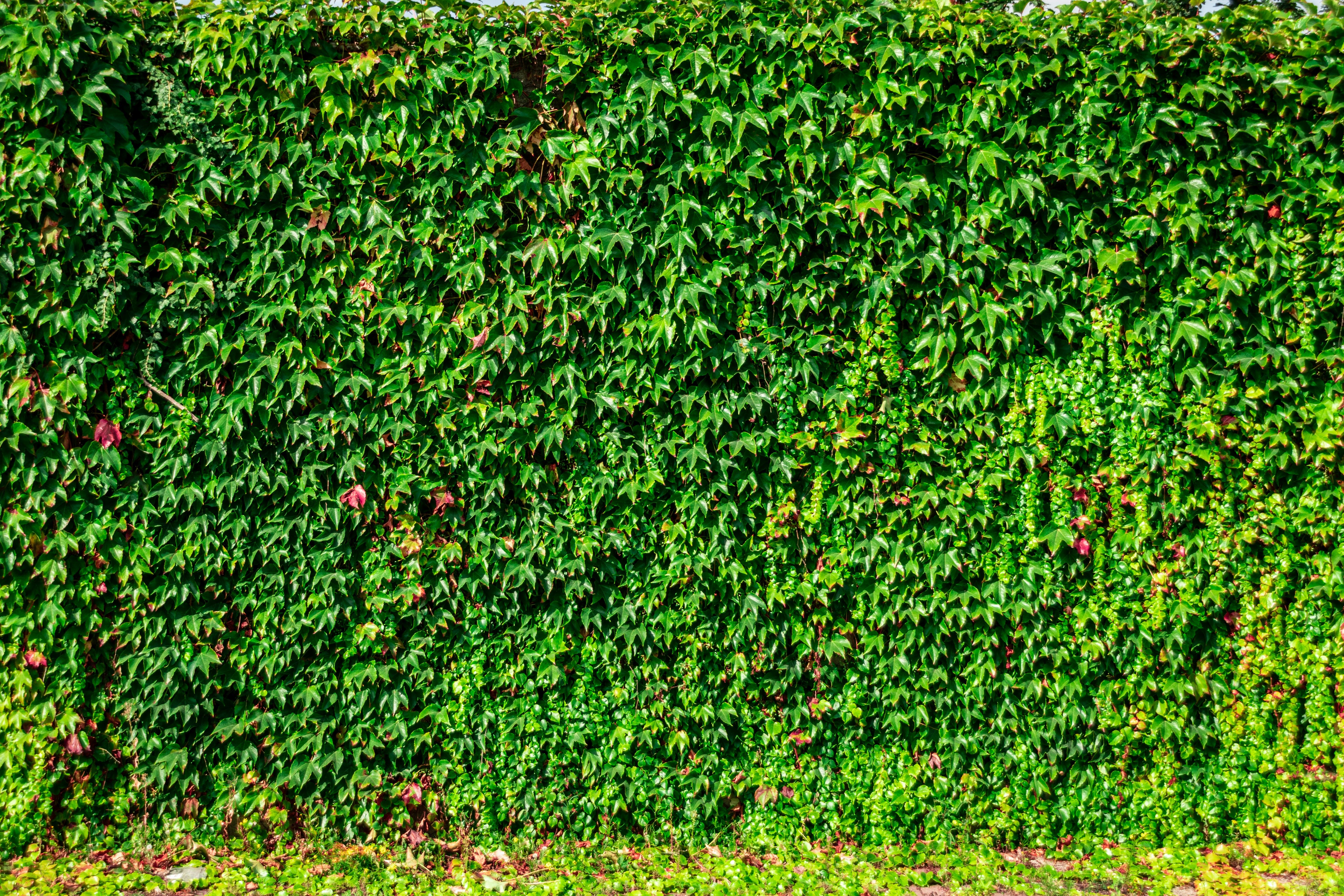 Lush green wall of ivy interspersed with hints of color, showcasing the intricate patterns of nature's design.