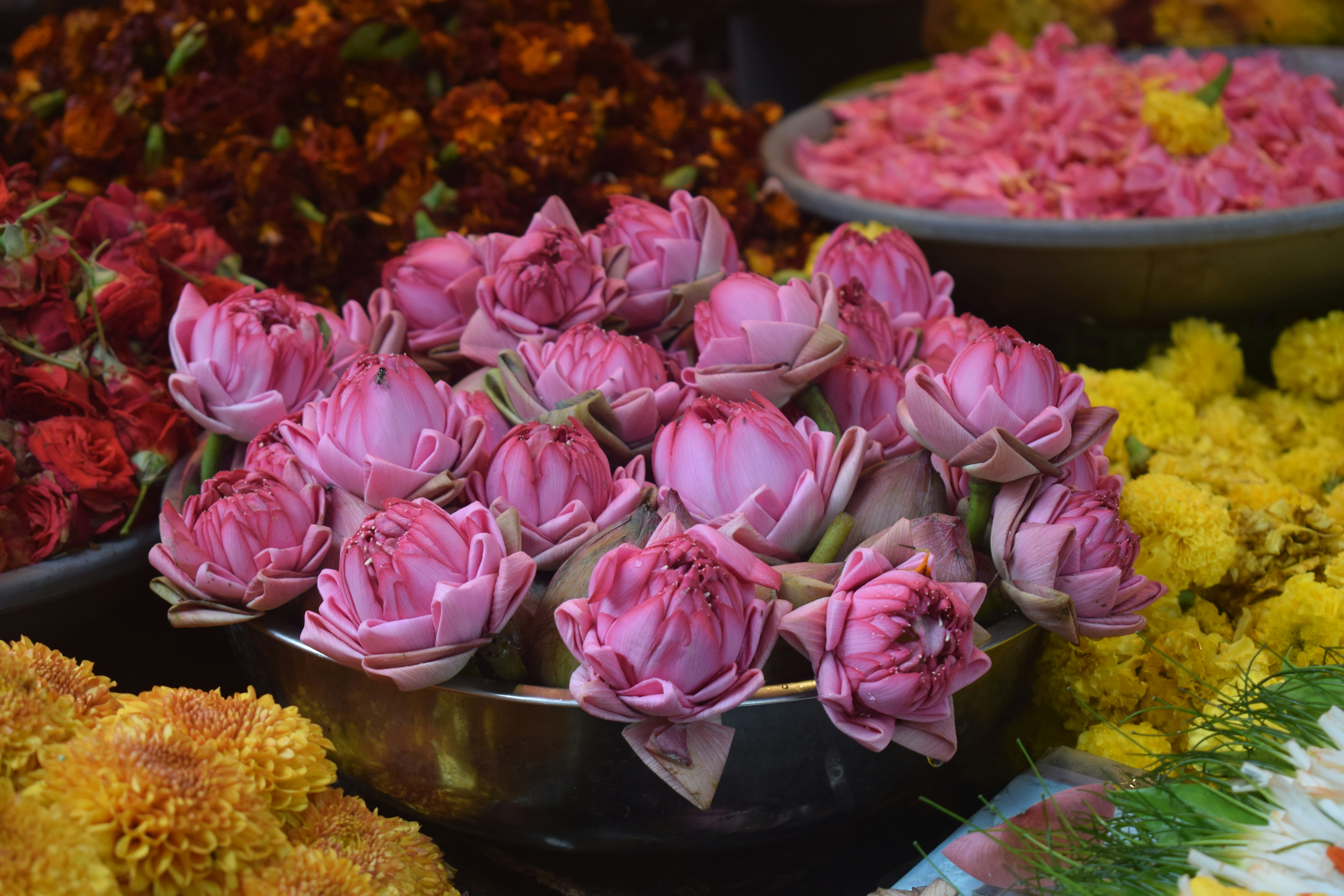 Lotus Harmony: A Floral Symphony in Color