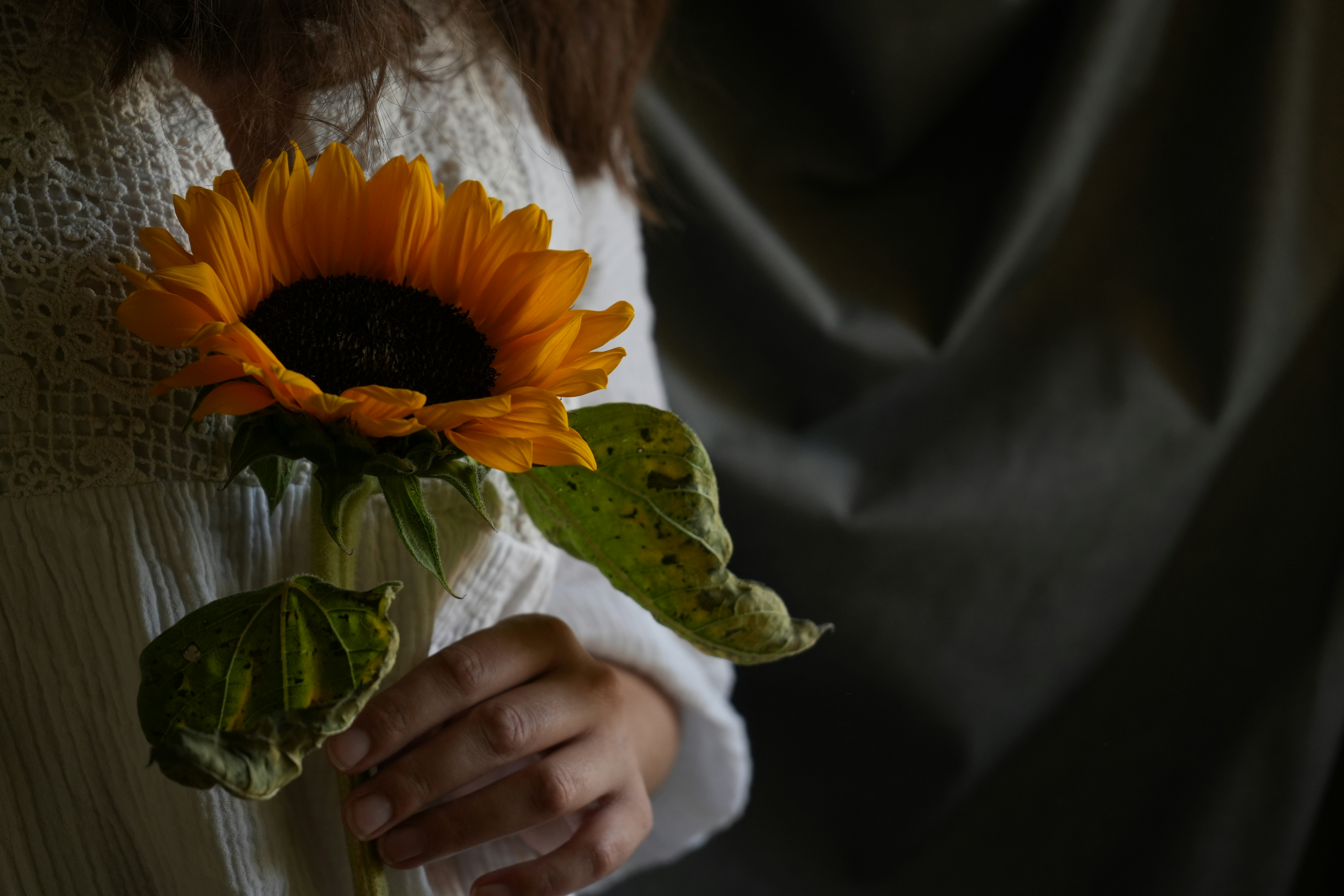 Person holding a single sunflower with dark background