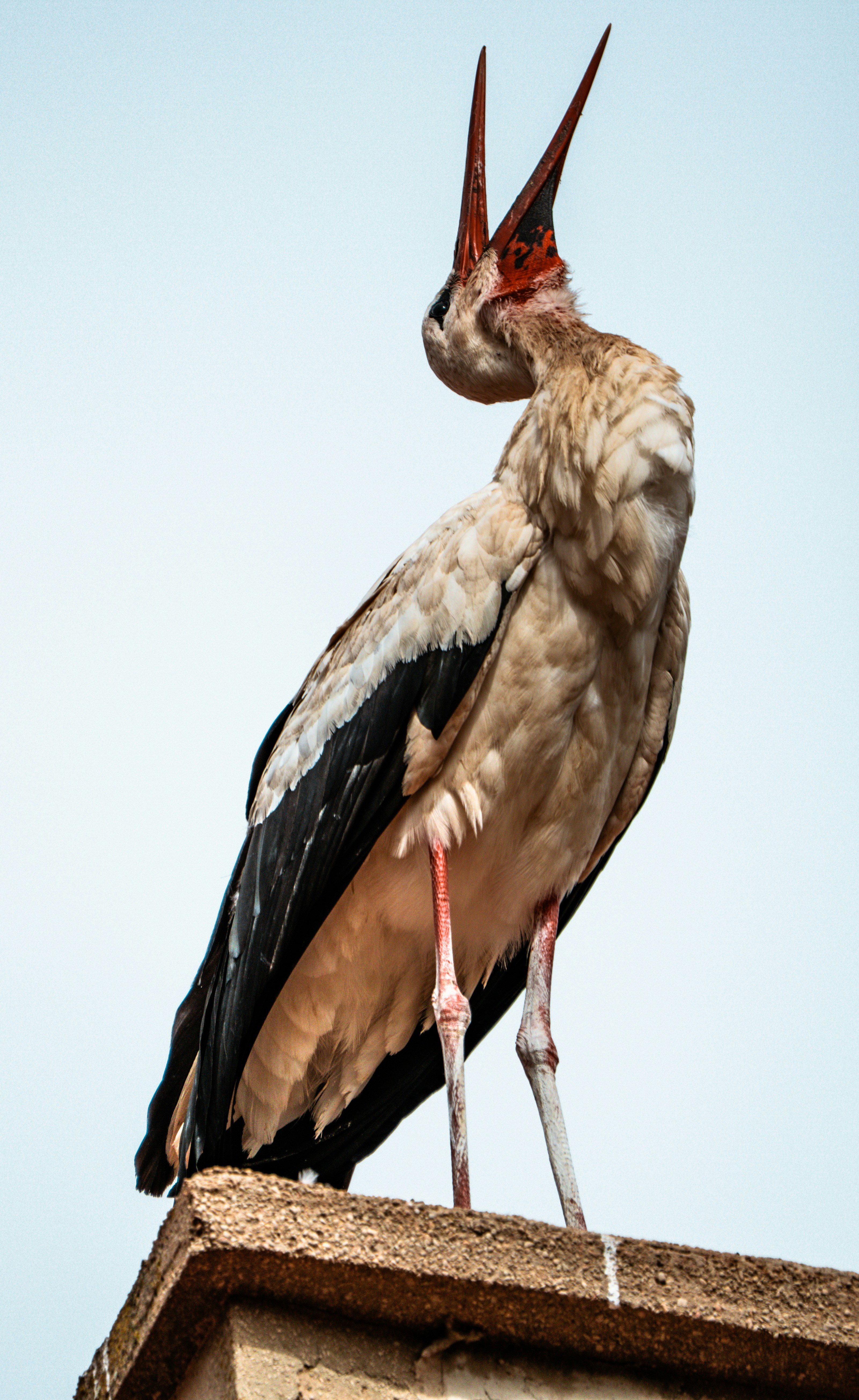 The Majestic Sentinel: A Stork's Vigil