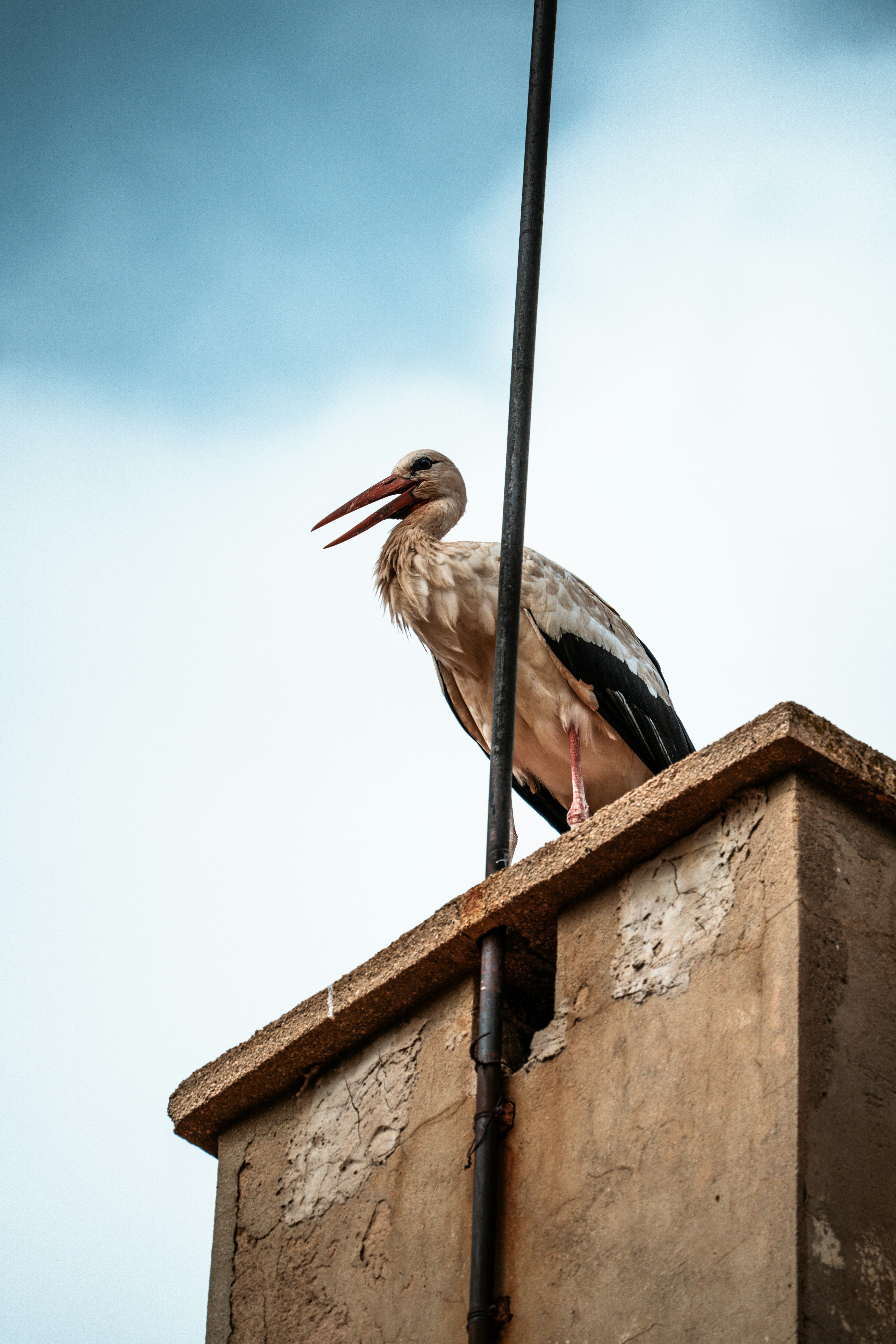 Guardian of the Rooftop
