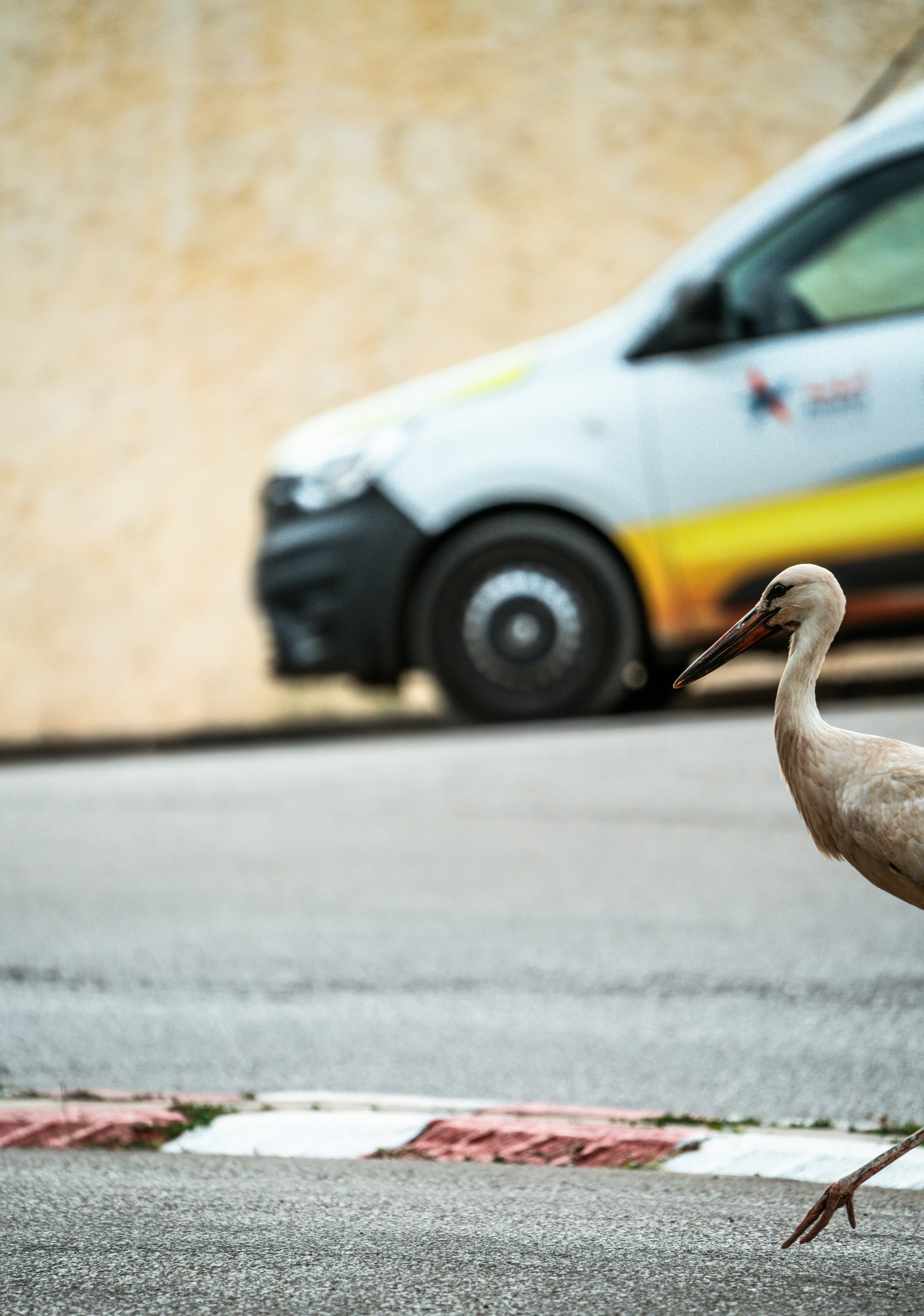 Beak at the Boulevard: A Crane Stands Sharp in the Foreground as a Van Blurs Past