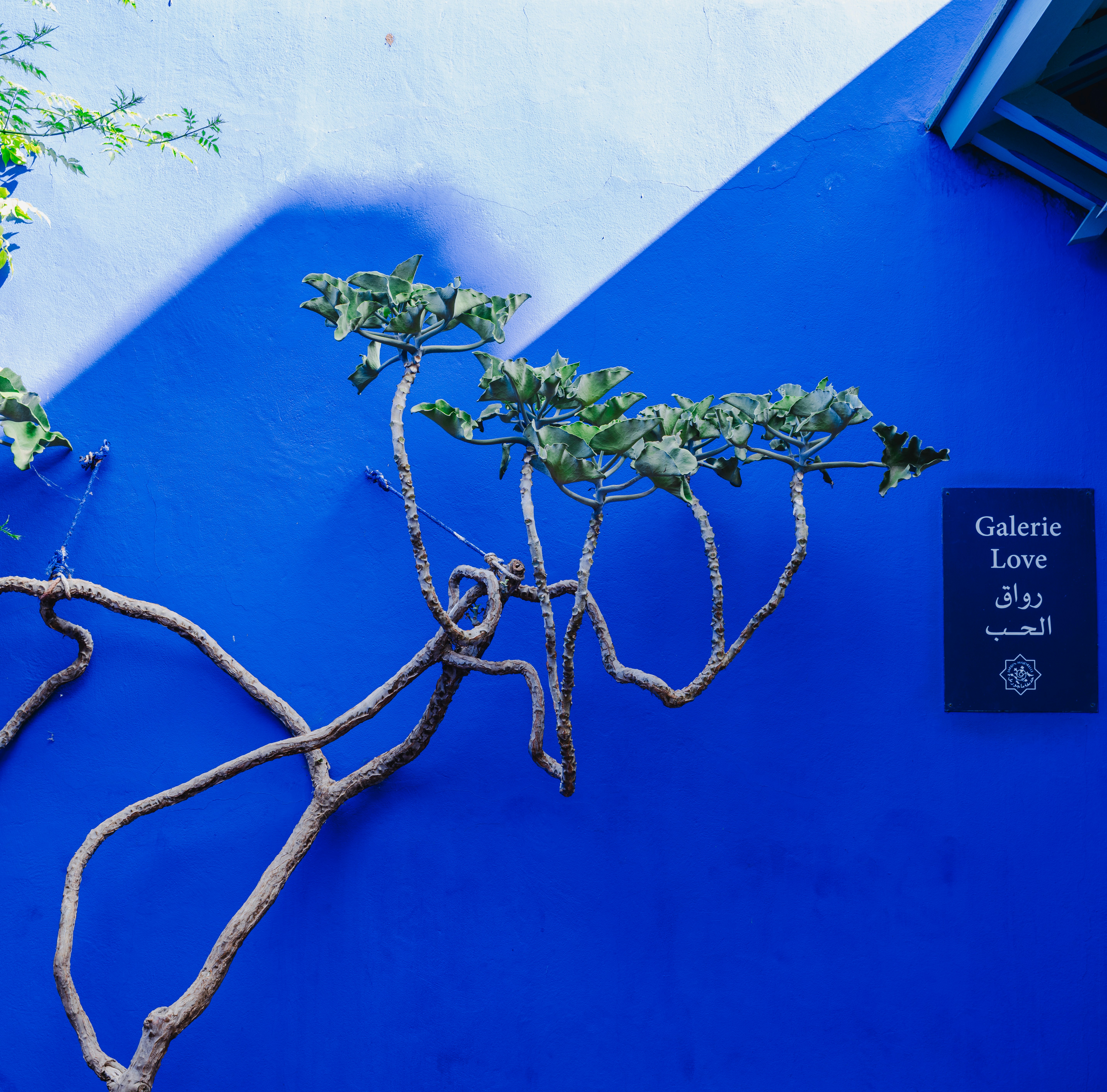 Twisted branches against a cobalt wall