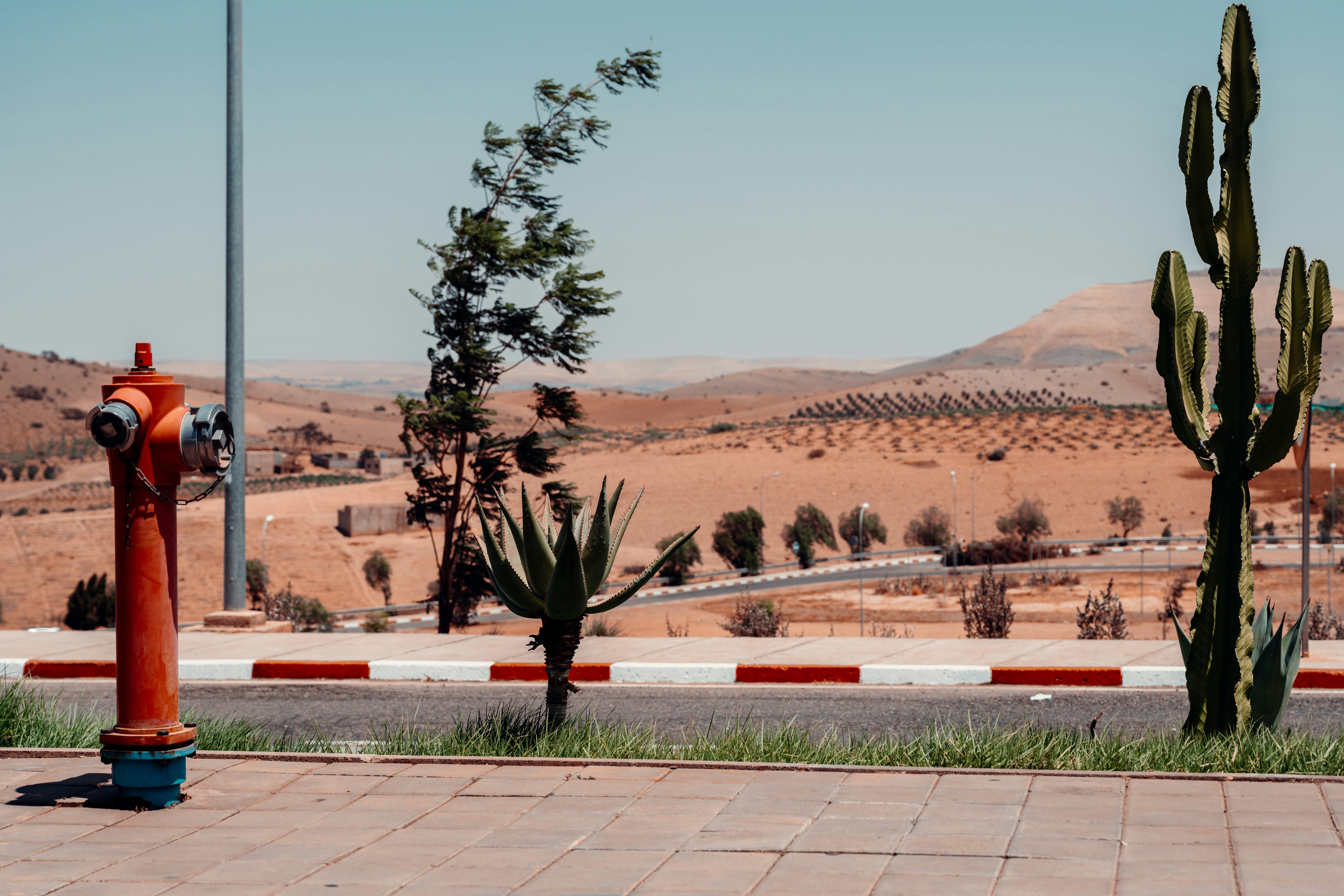 Desert Roadside Portrait: A Quiet Oasis of Cacti and Red Hydrants