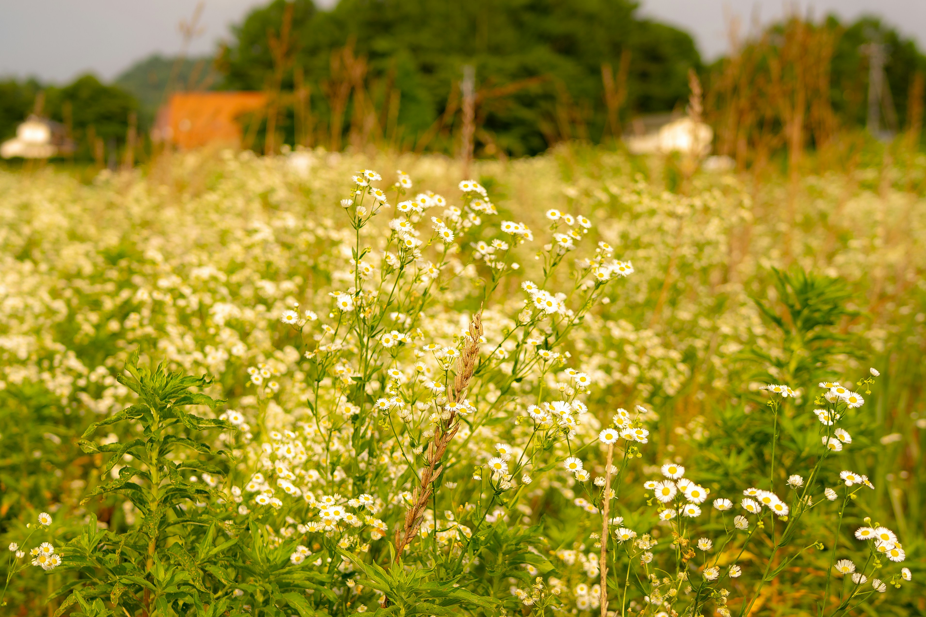 Field of white wildflowers under a hazy sky