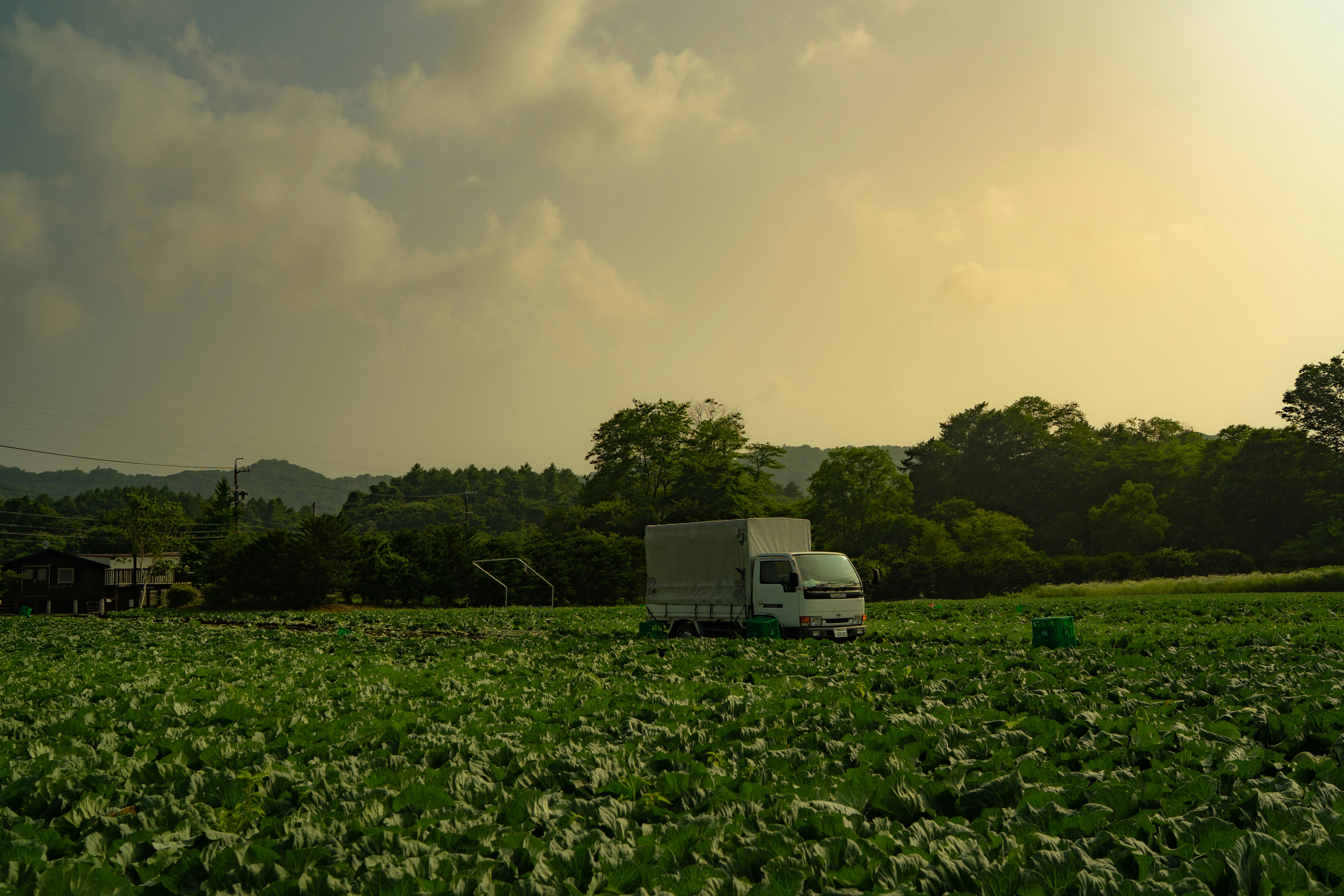 Harvesting Harmony: A Truck Amidst Nature's Canvas