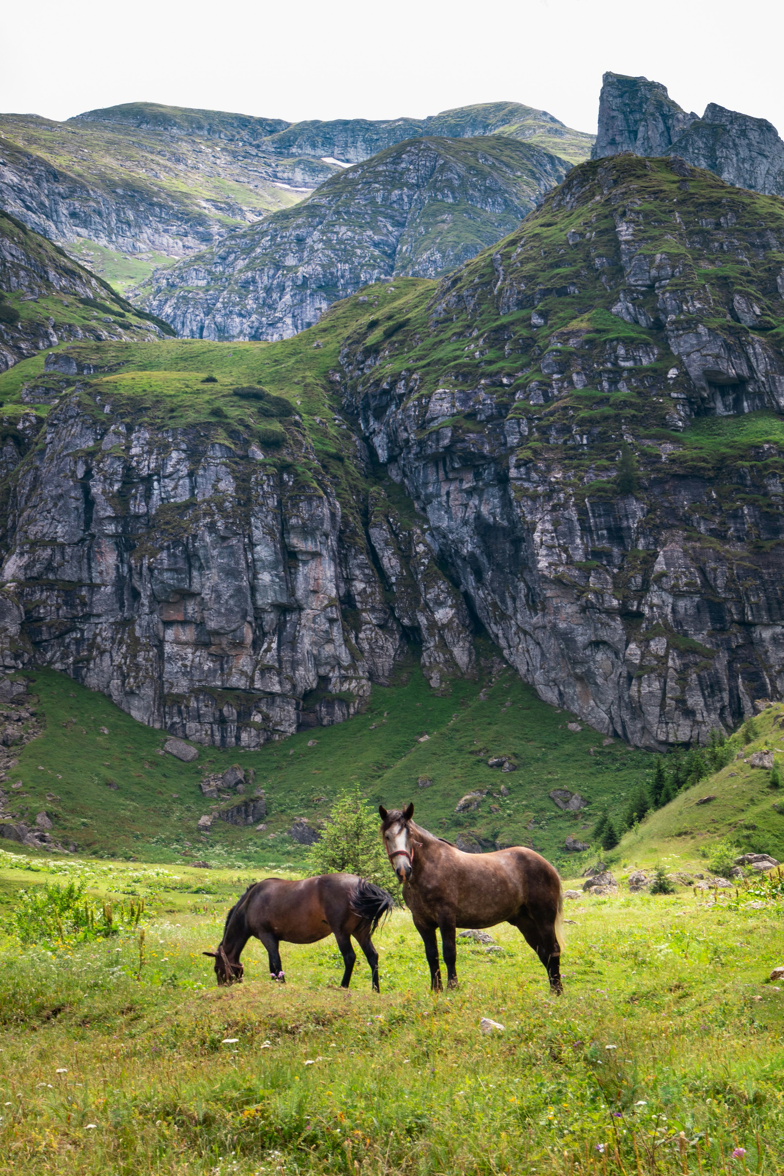 Harmony in the Highlands: Grazing Amidst Majestic Peaks