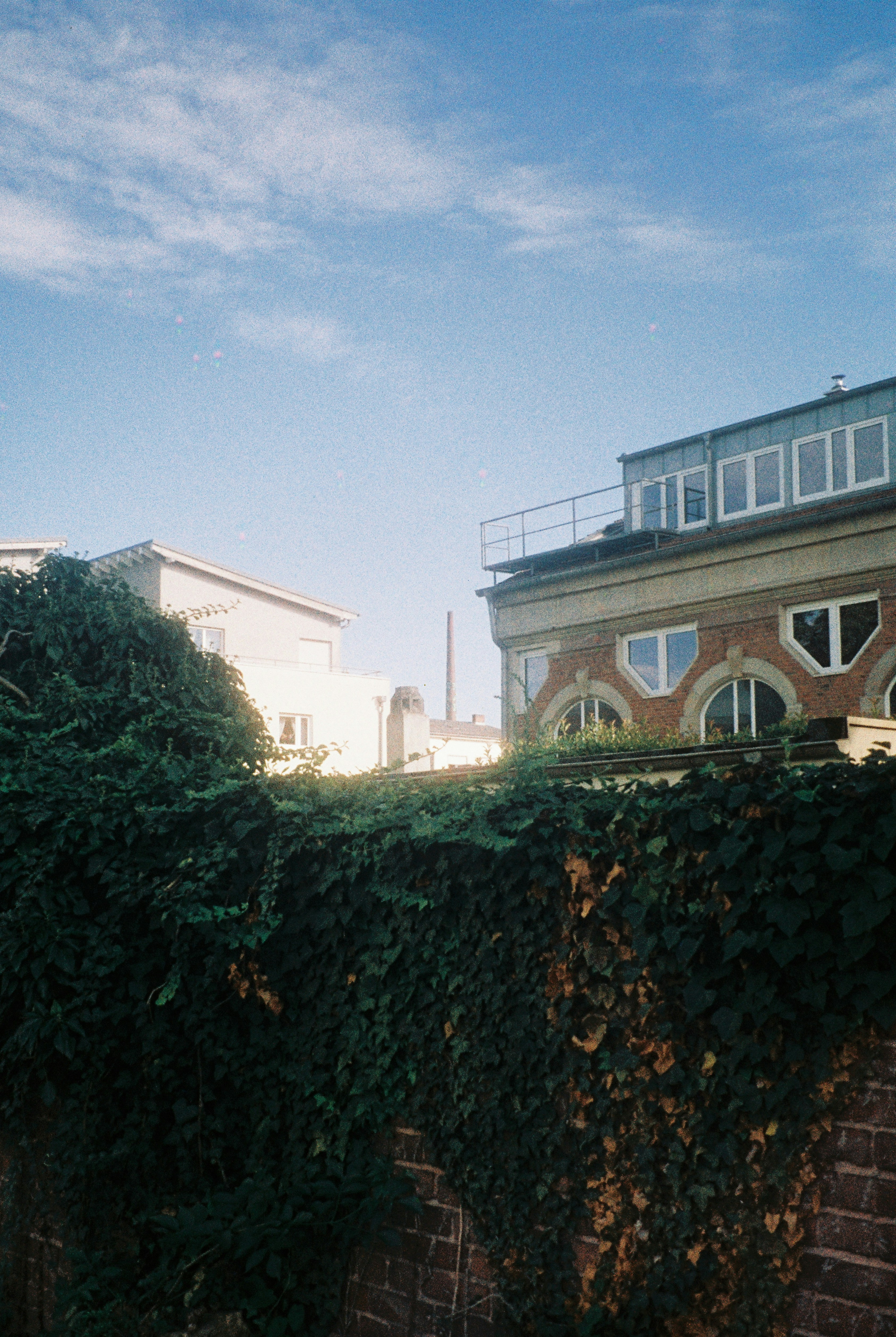 Vibrant green ivy envelops a brick wall, contrasting with the clear blue sky and modern buildings above.