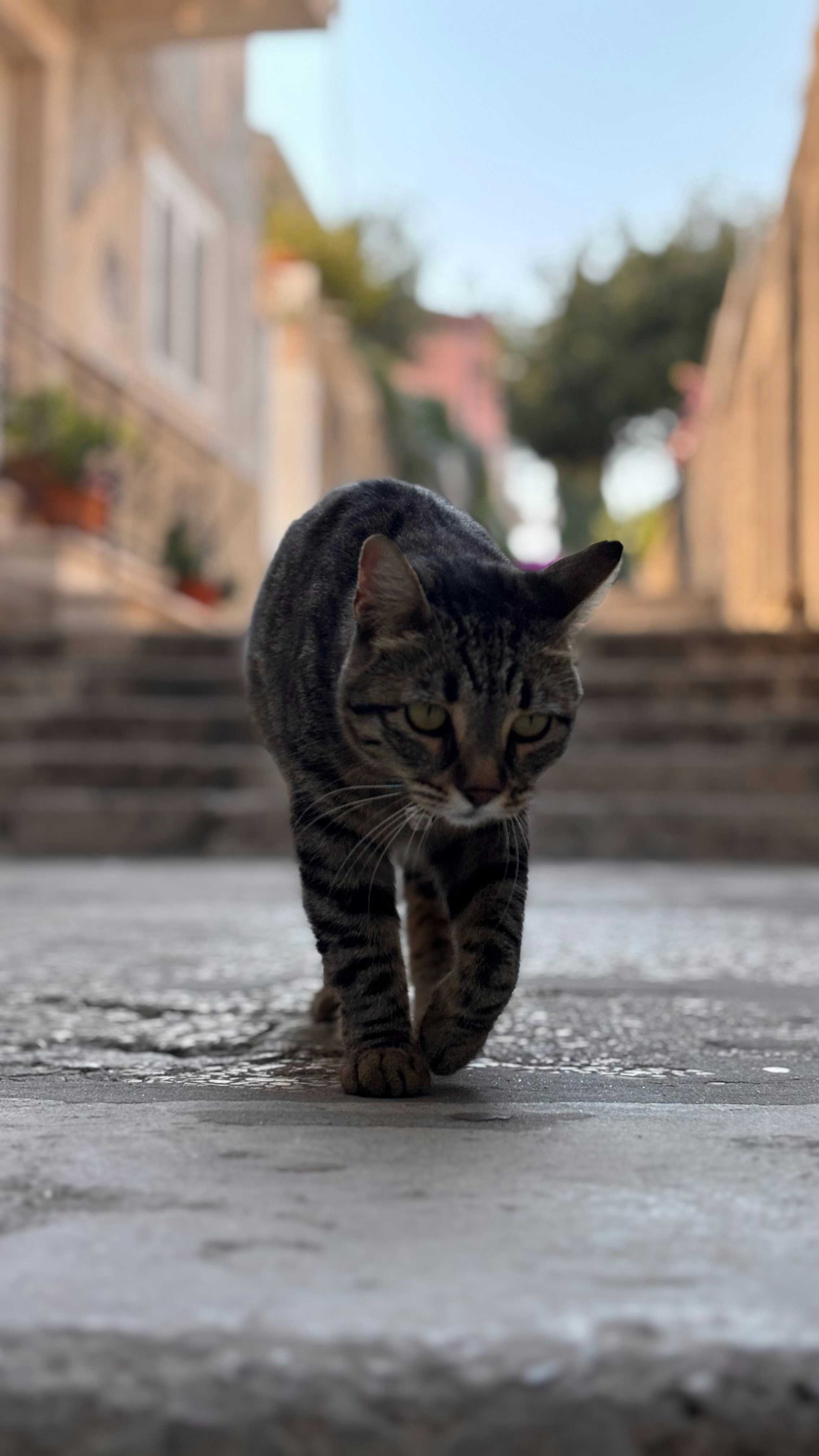 A Stray's Journey Through Timeworn Streets