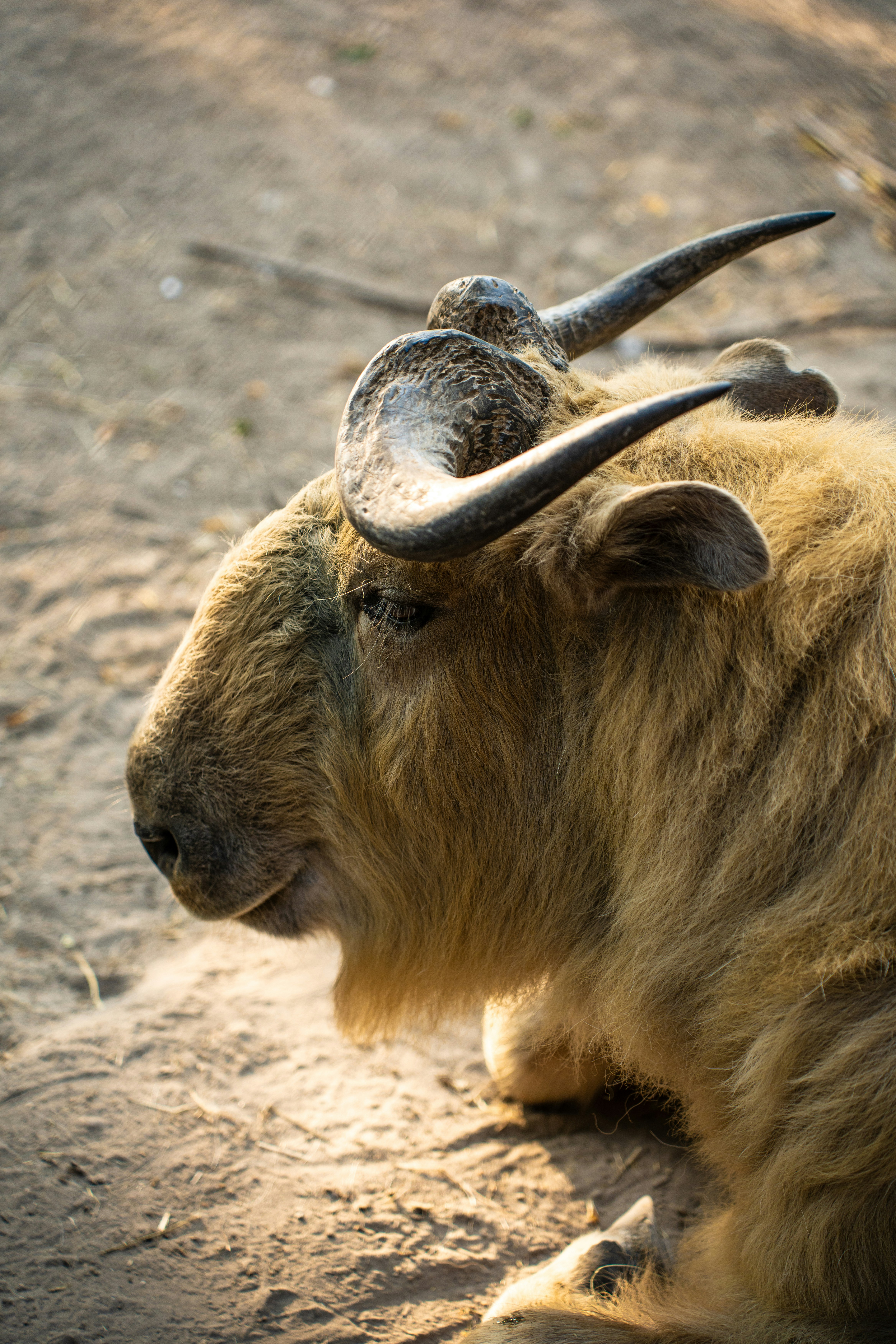A golden takin rests on a sandy ground.