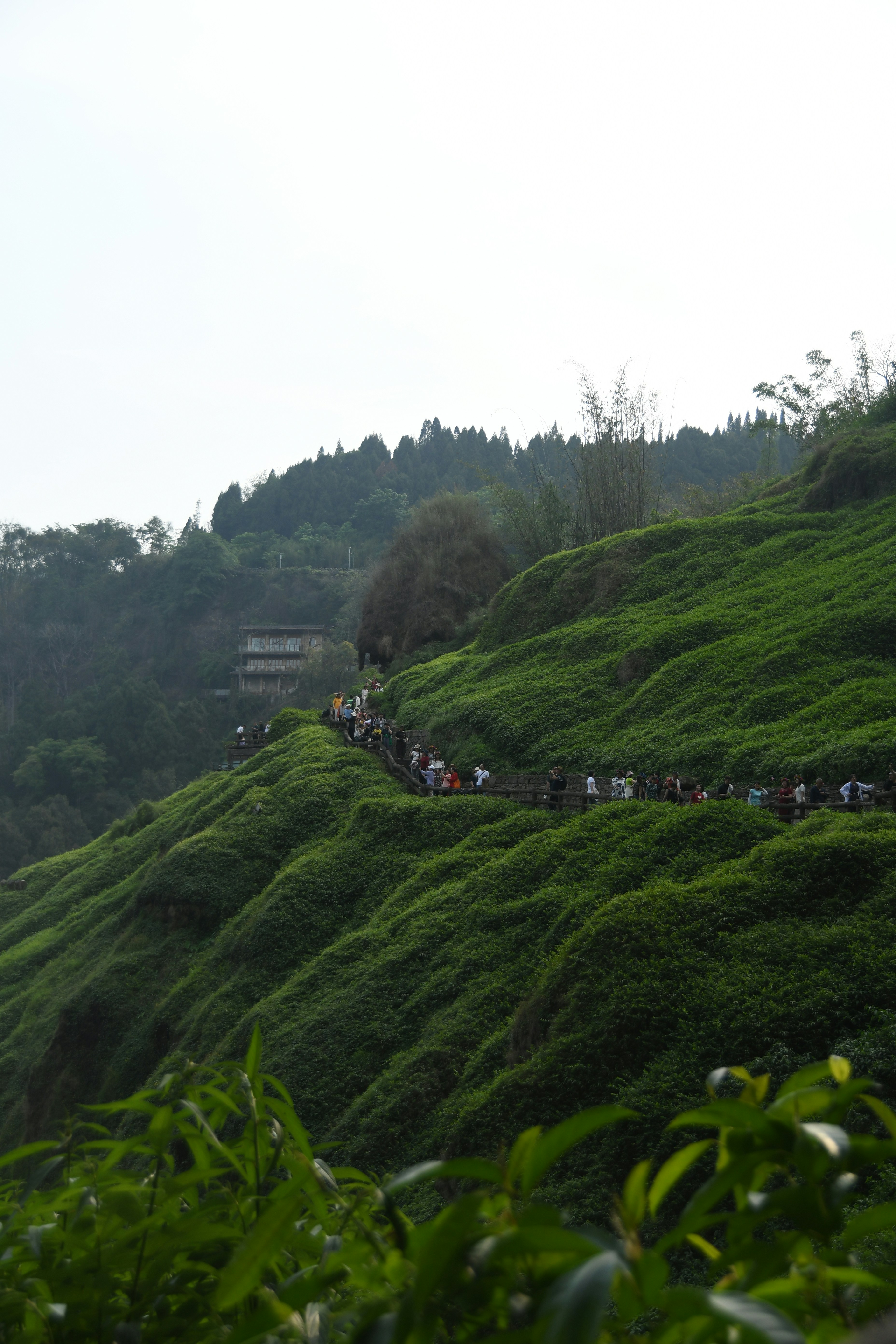 Winding Trails Through Lush Green Hills