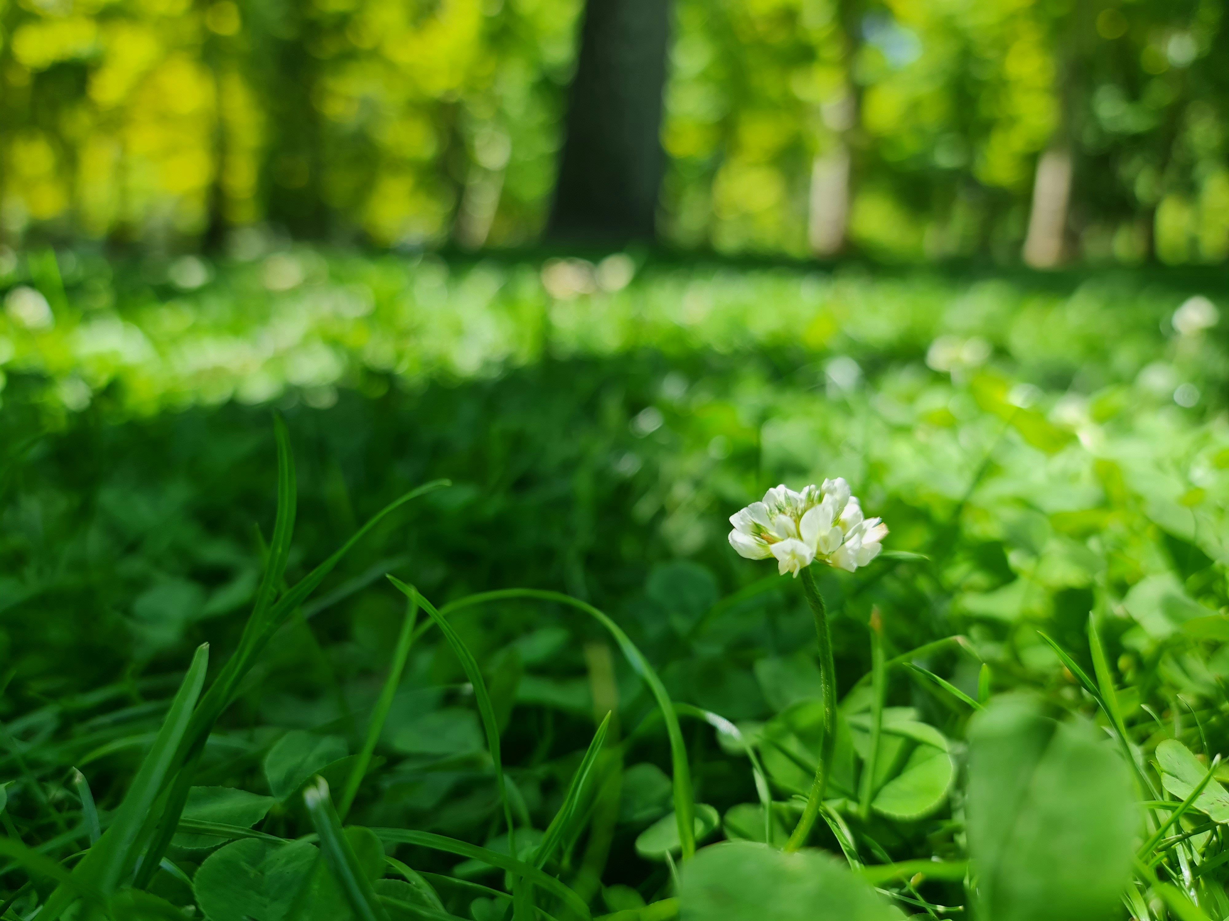 Whispers of Spring: A Clover's Solitary Bloom