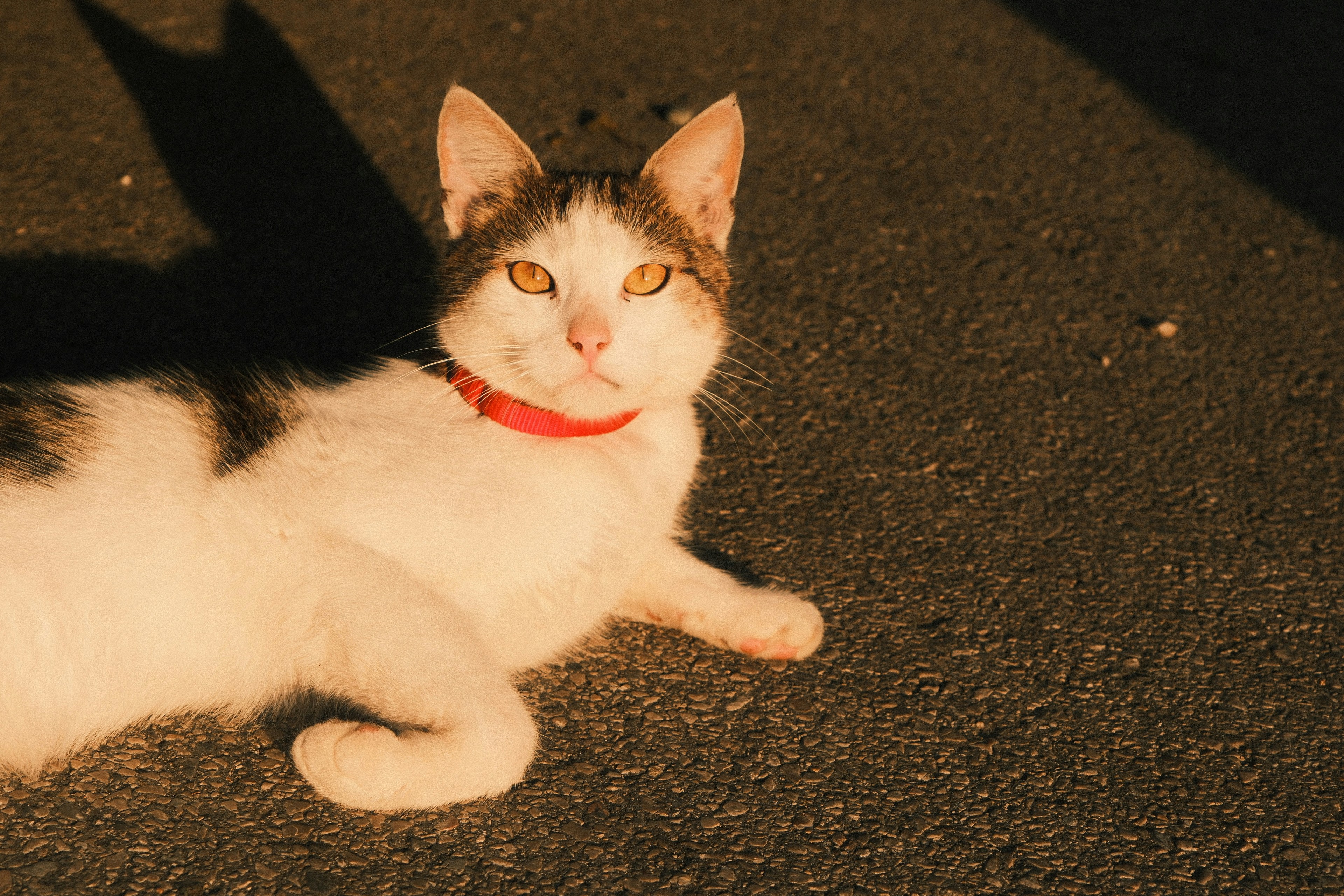 Golden Hour Whiskers