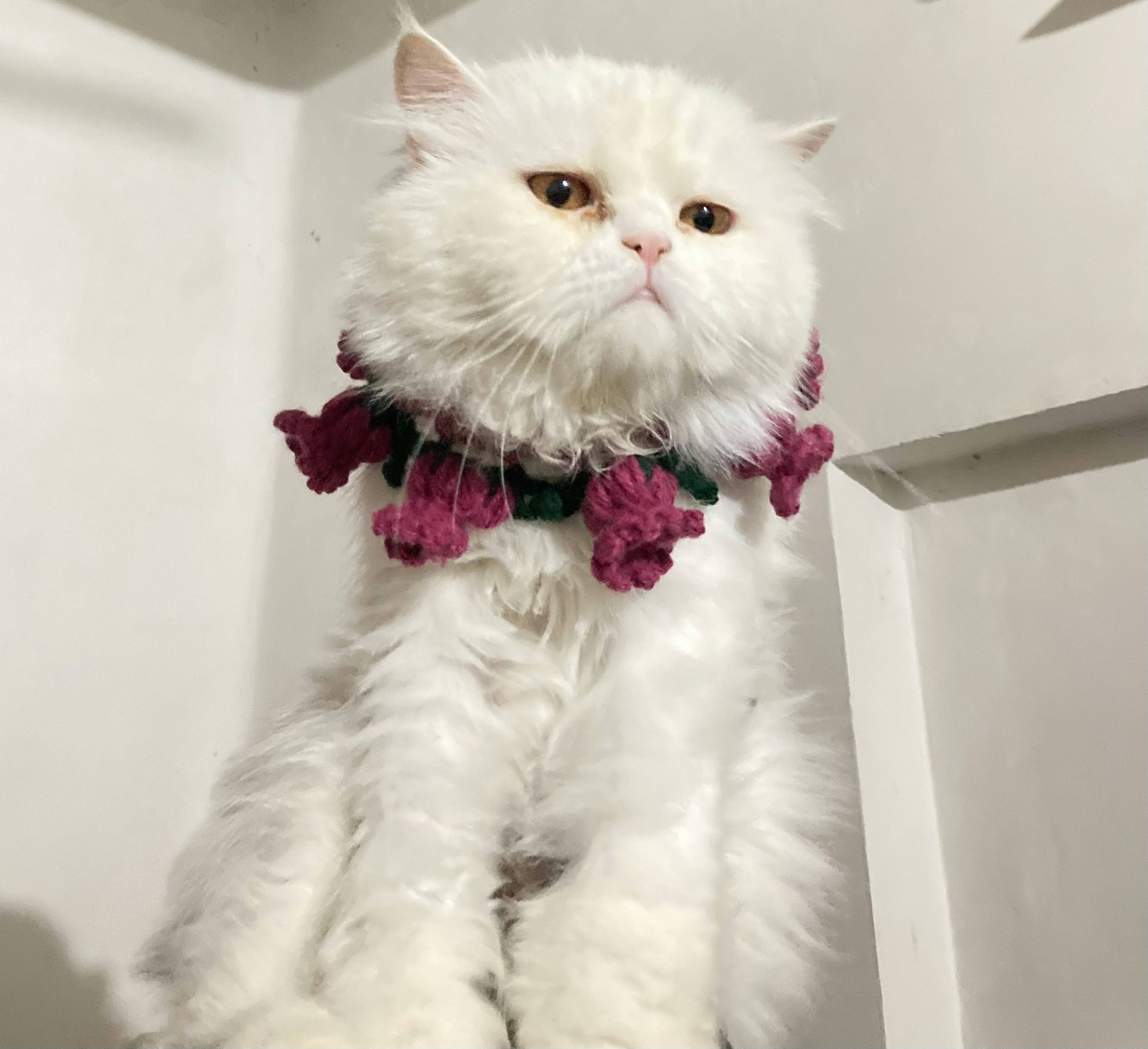 Snow be Like: Is this handmade collar looks beautiful on me. | Fluffy white cat wearing a decorative collar