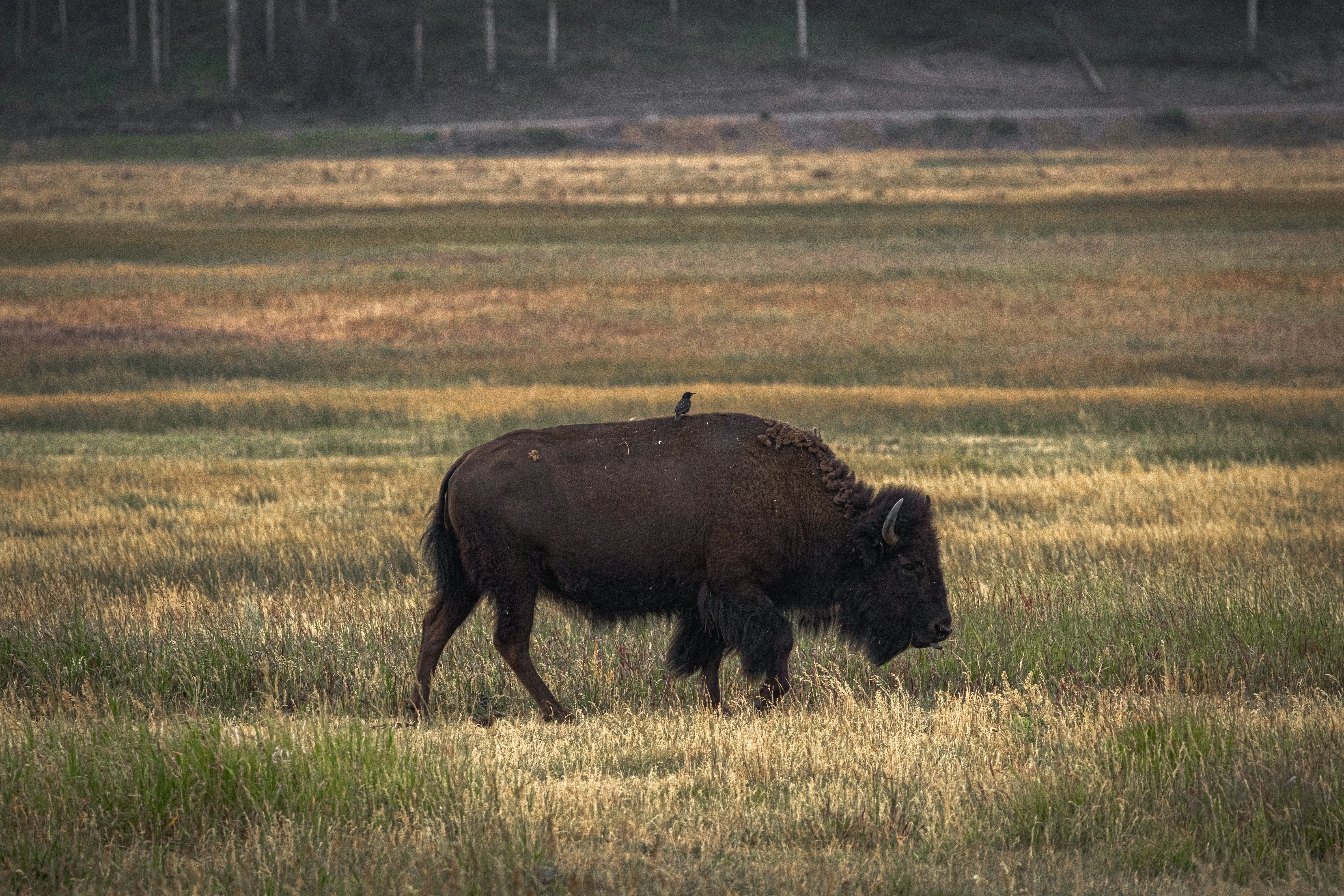 A bison walks through a grassy field at dusk.