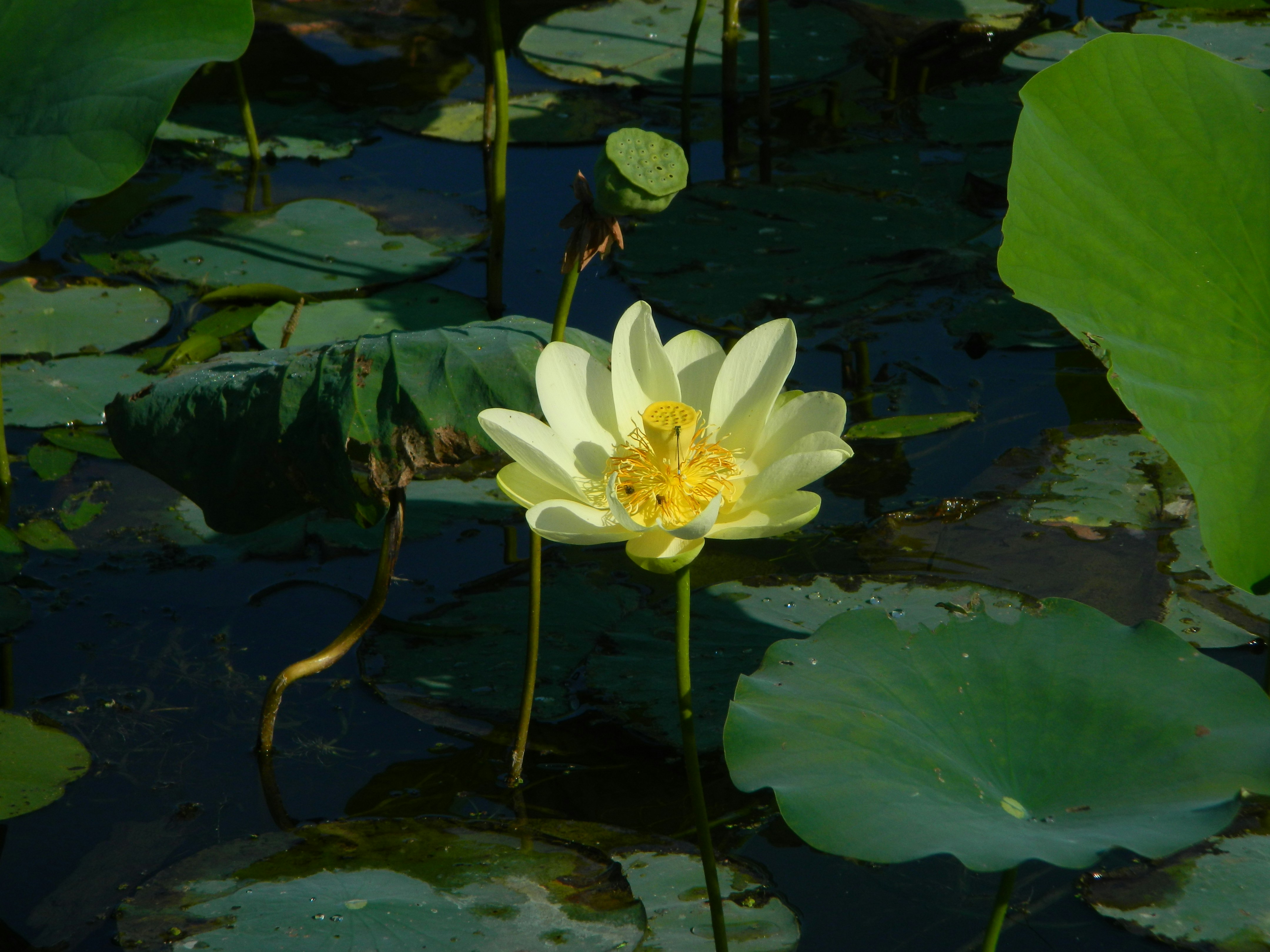 A pale yellow lotus flower blooms in a pond.