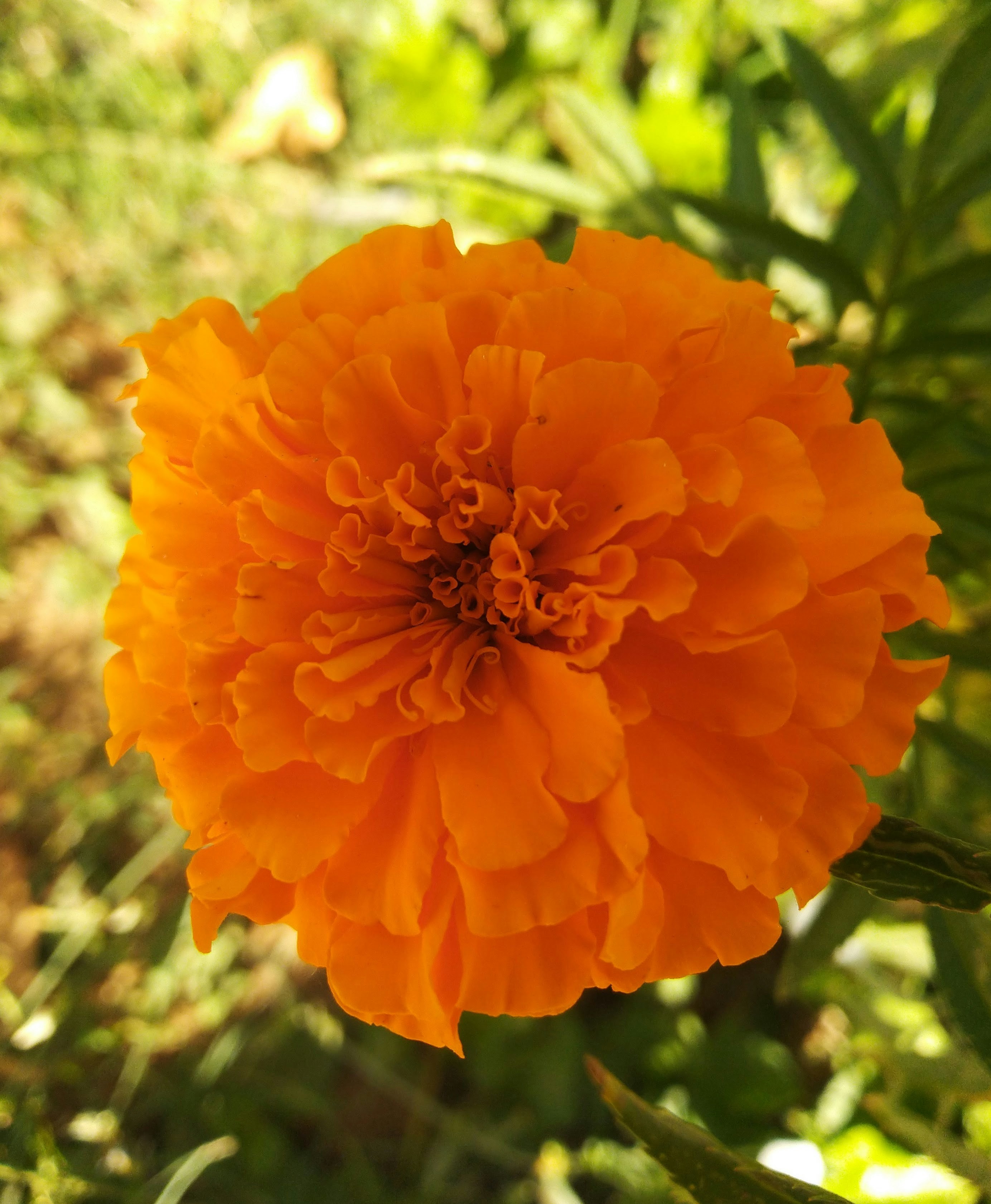 Vibrant orange marigold flower showcasing intricate petal formations against a lush green backdrop.