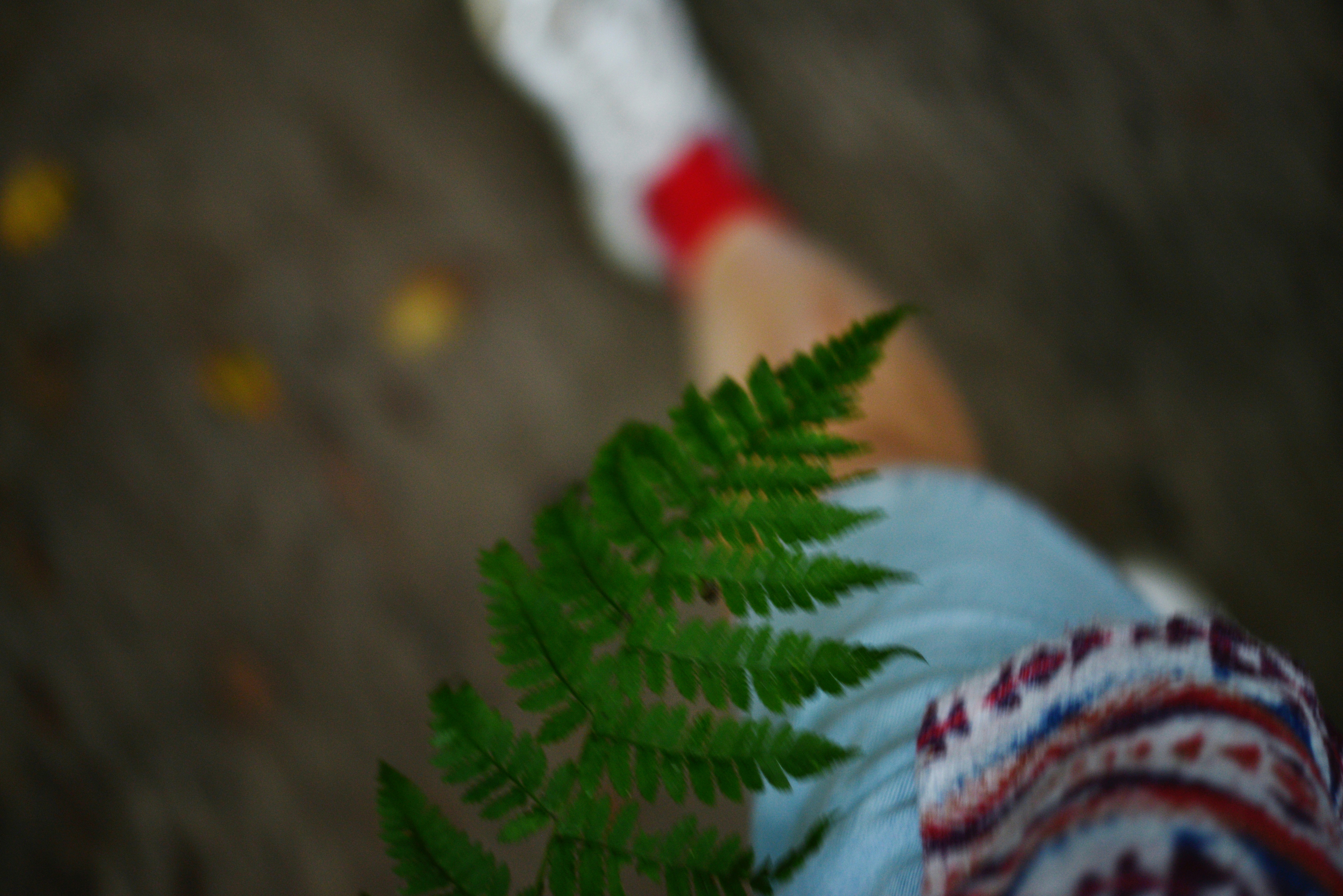 Nature's Embrace: A Walk Through the Green
