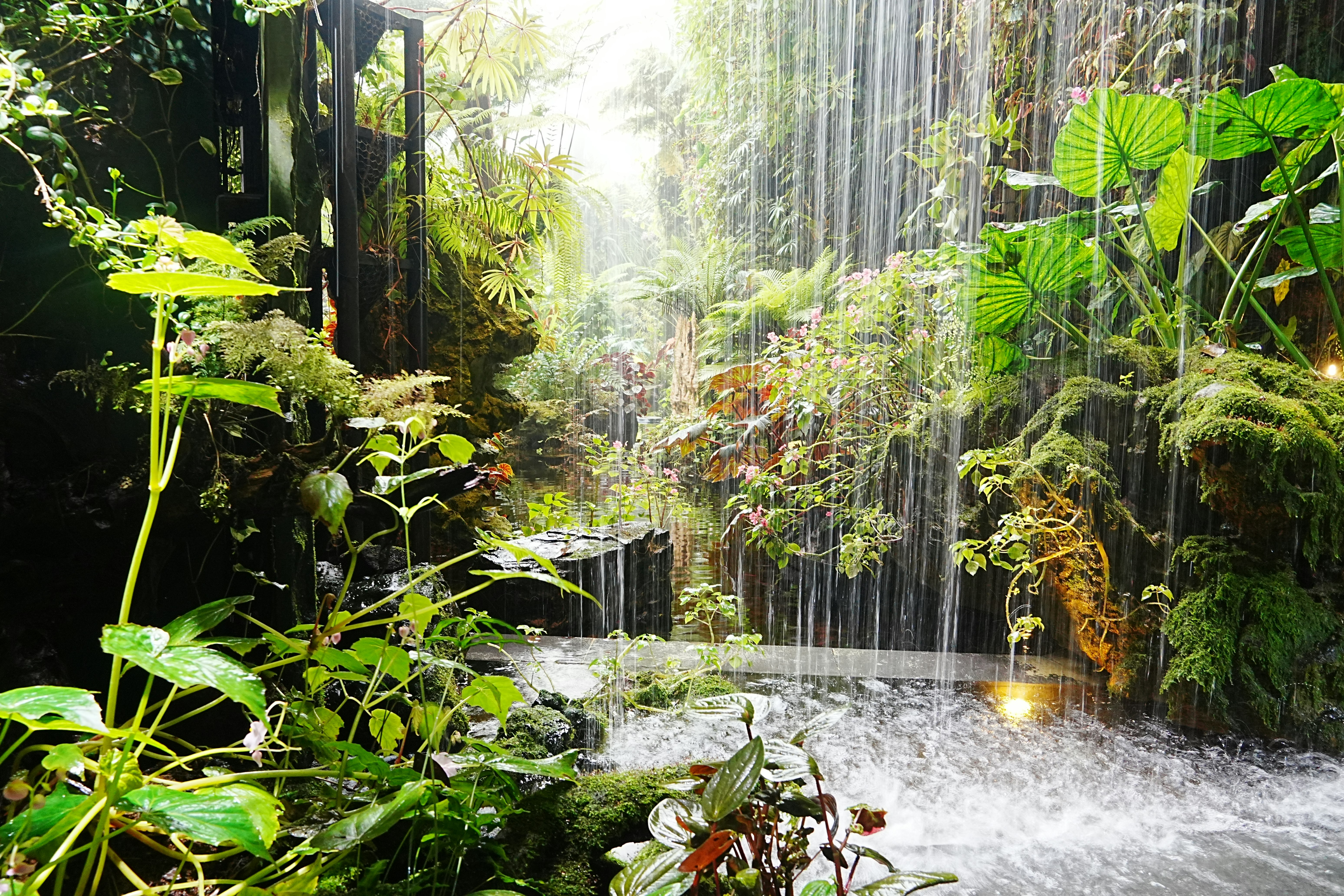 Lush green plants surround a gentle waterfall in a garden.