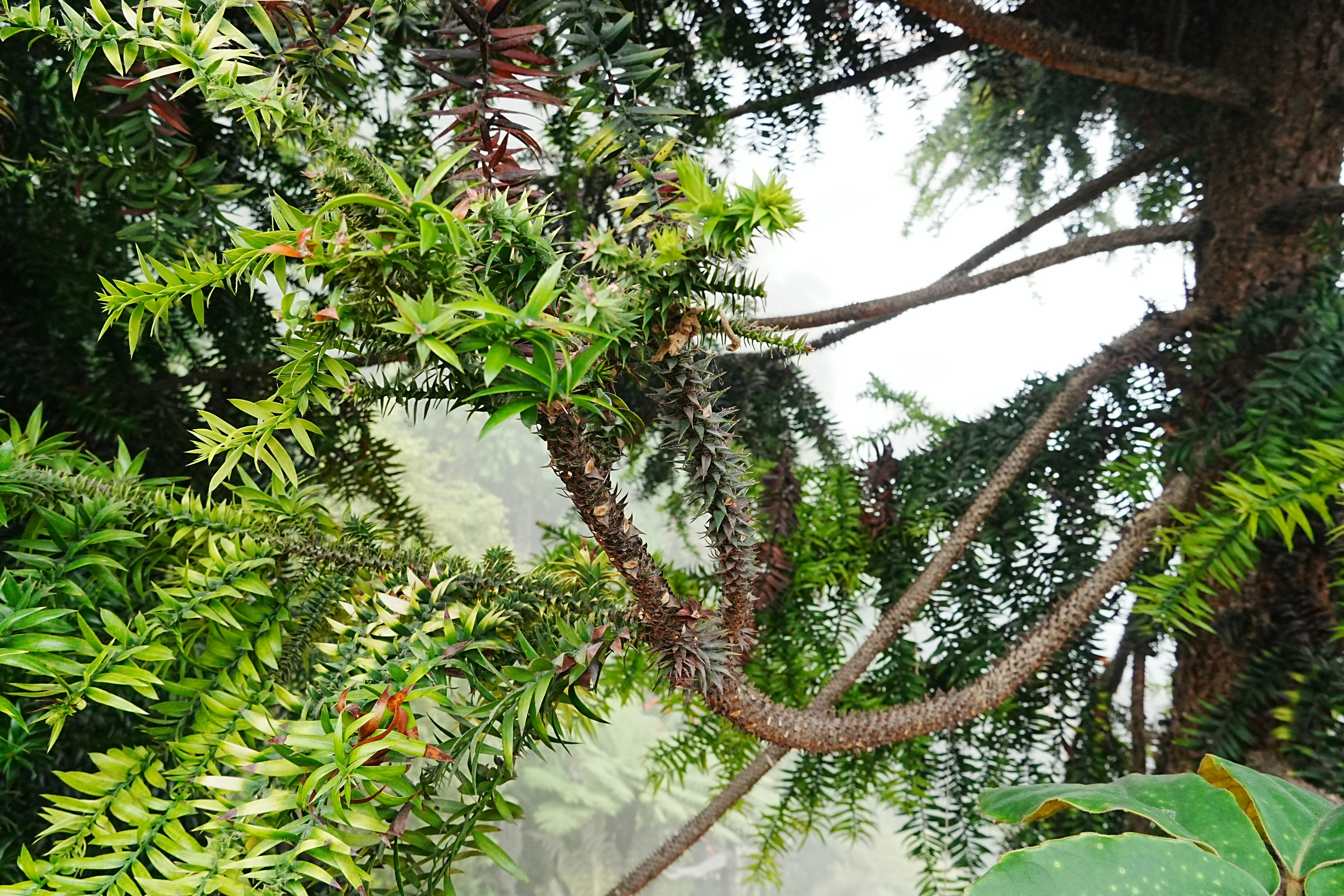 Close-up of a spiky tree branch with green leaves