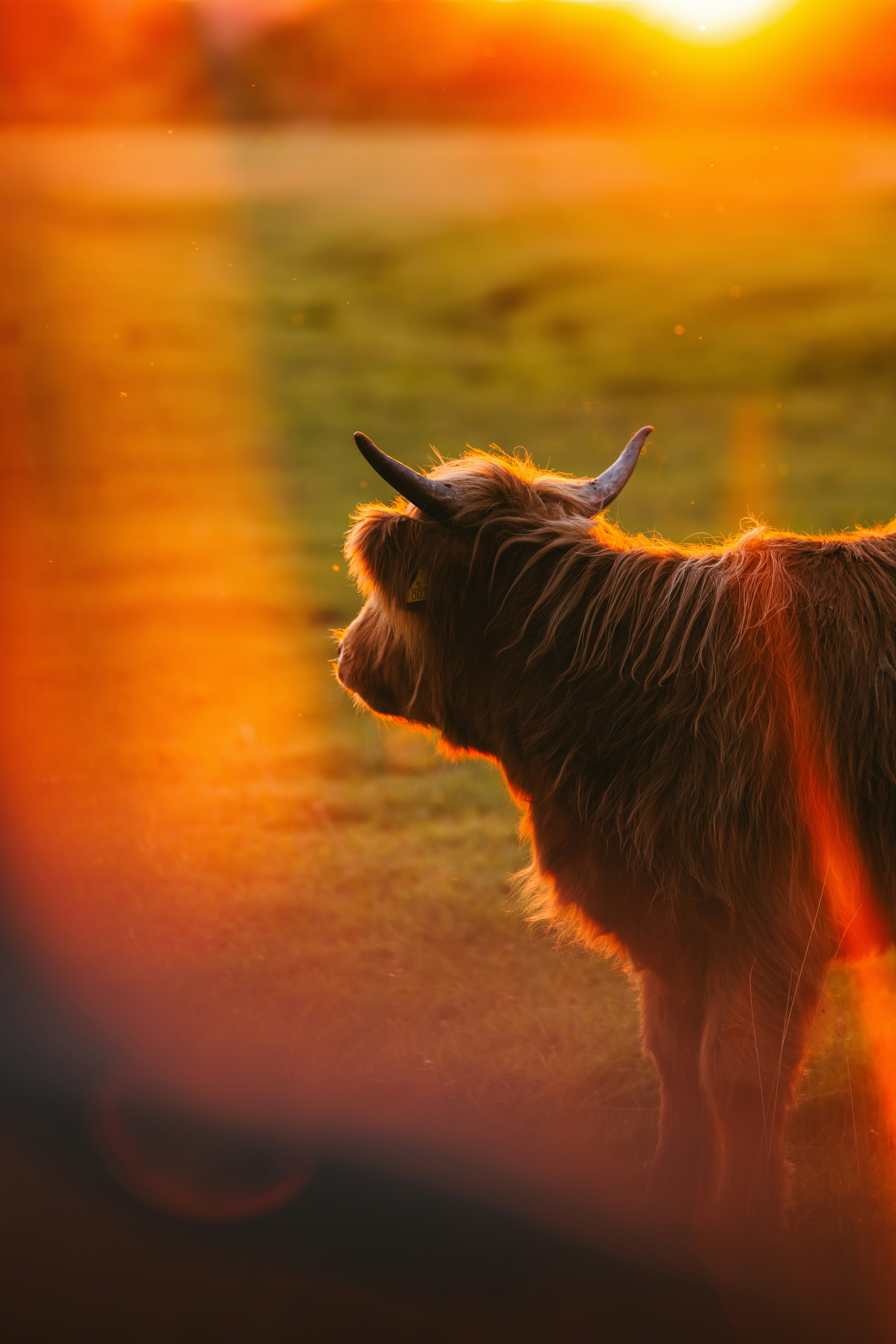 Golden Hour Serenity: The Highlander’s Gaze