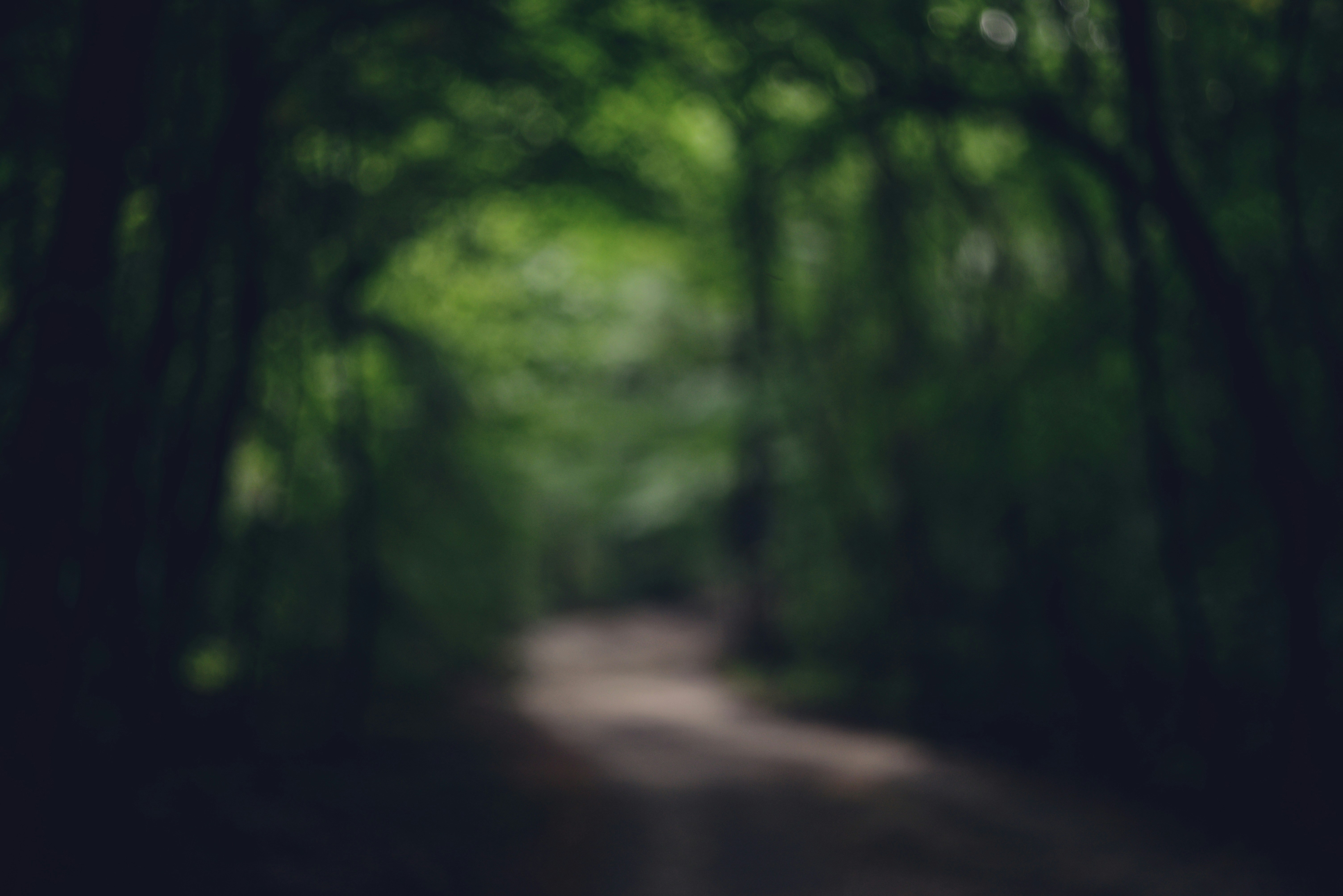 A blurred view of a winding forest path surrounded by lush greenery, evoking a sense of mystery and tranquility.