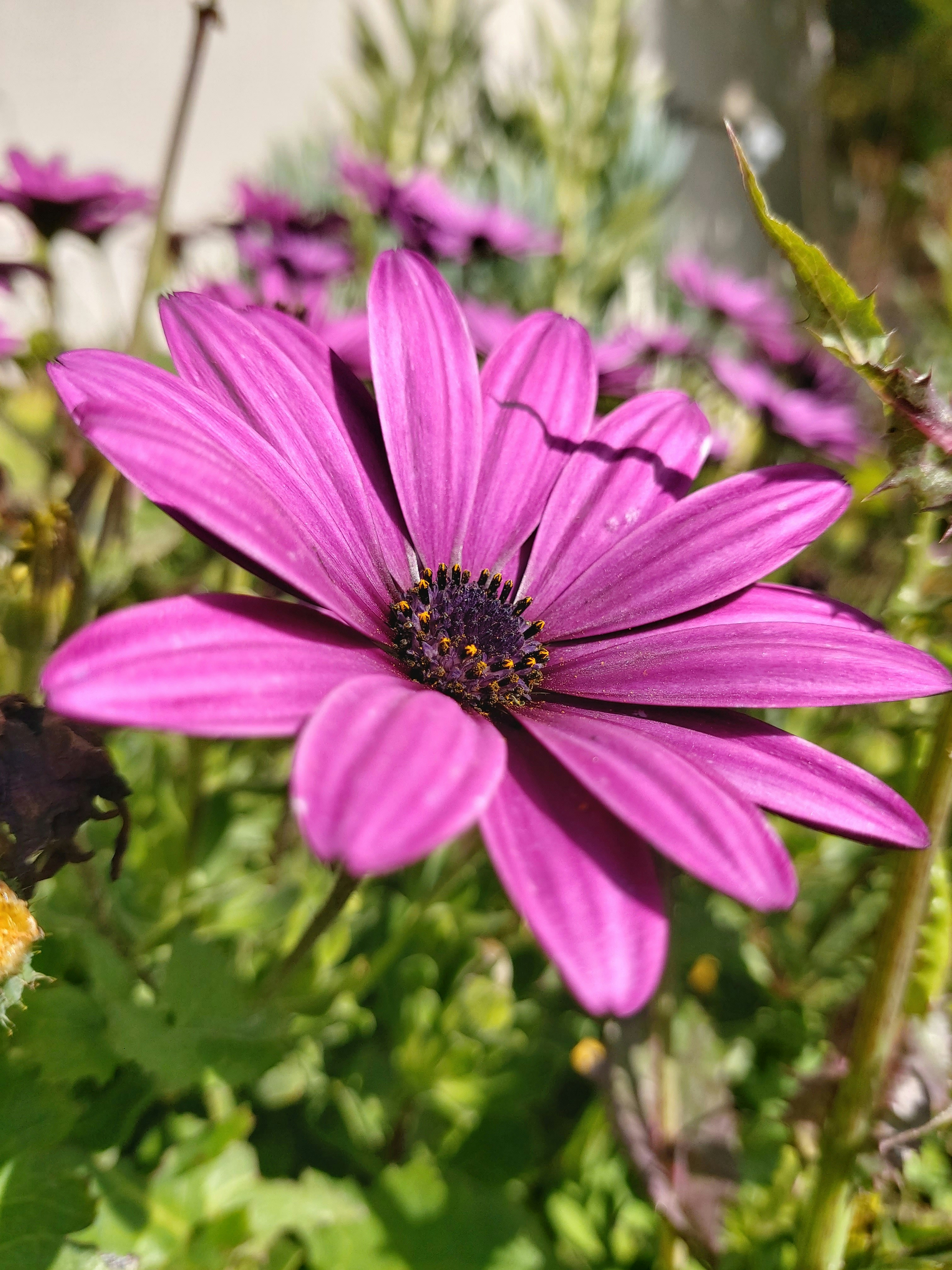 Close-up of a vivid purple flower with intricate petal details surrounded by greenery.