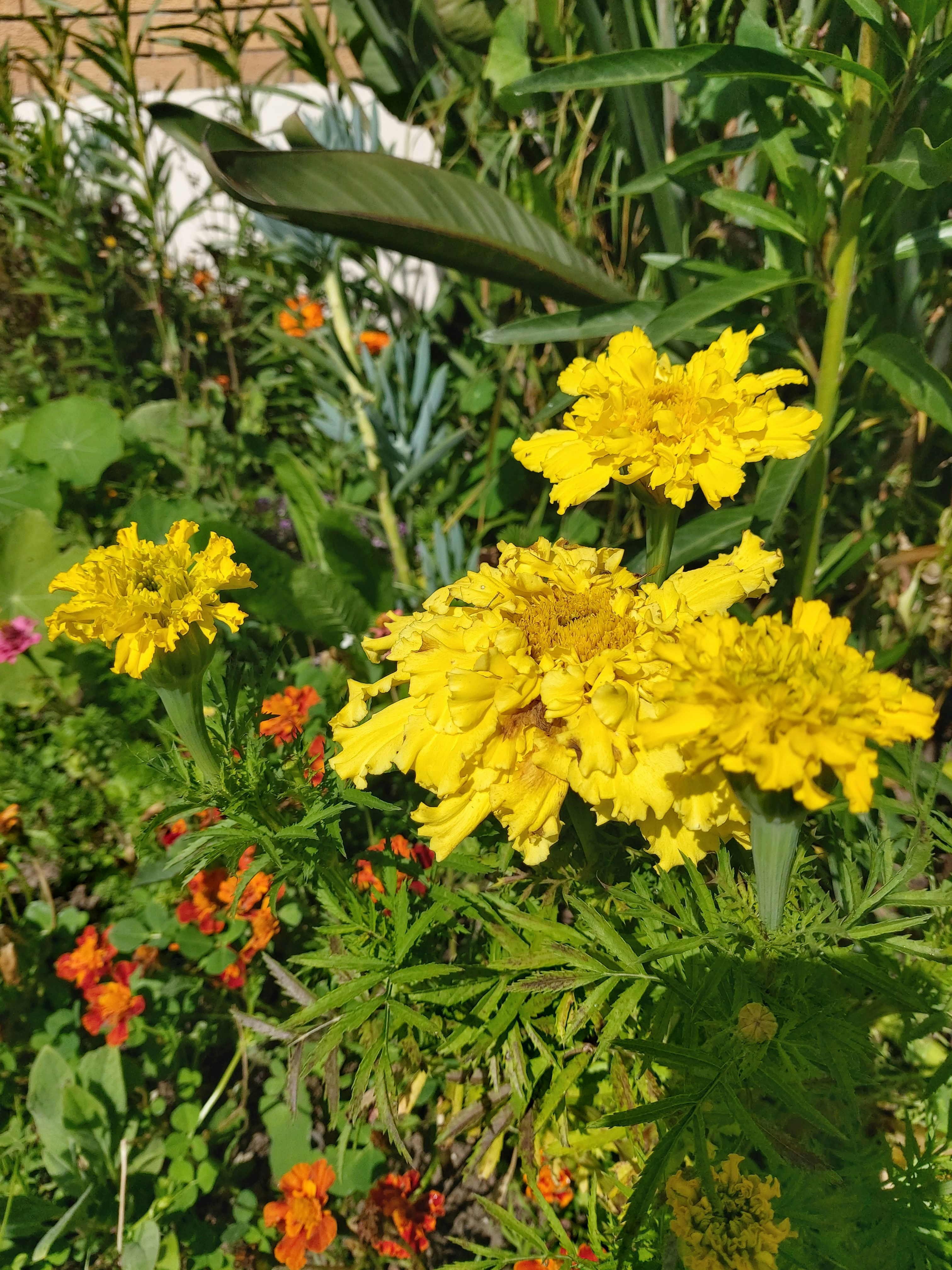 Bright yellow marigold flowers surrounded by lush greenery and colorful blooms in a thriving garden.