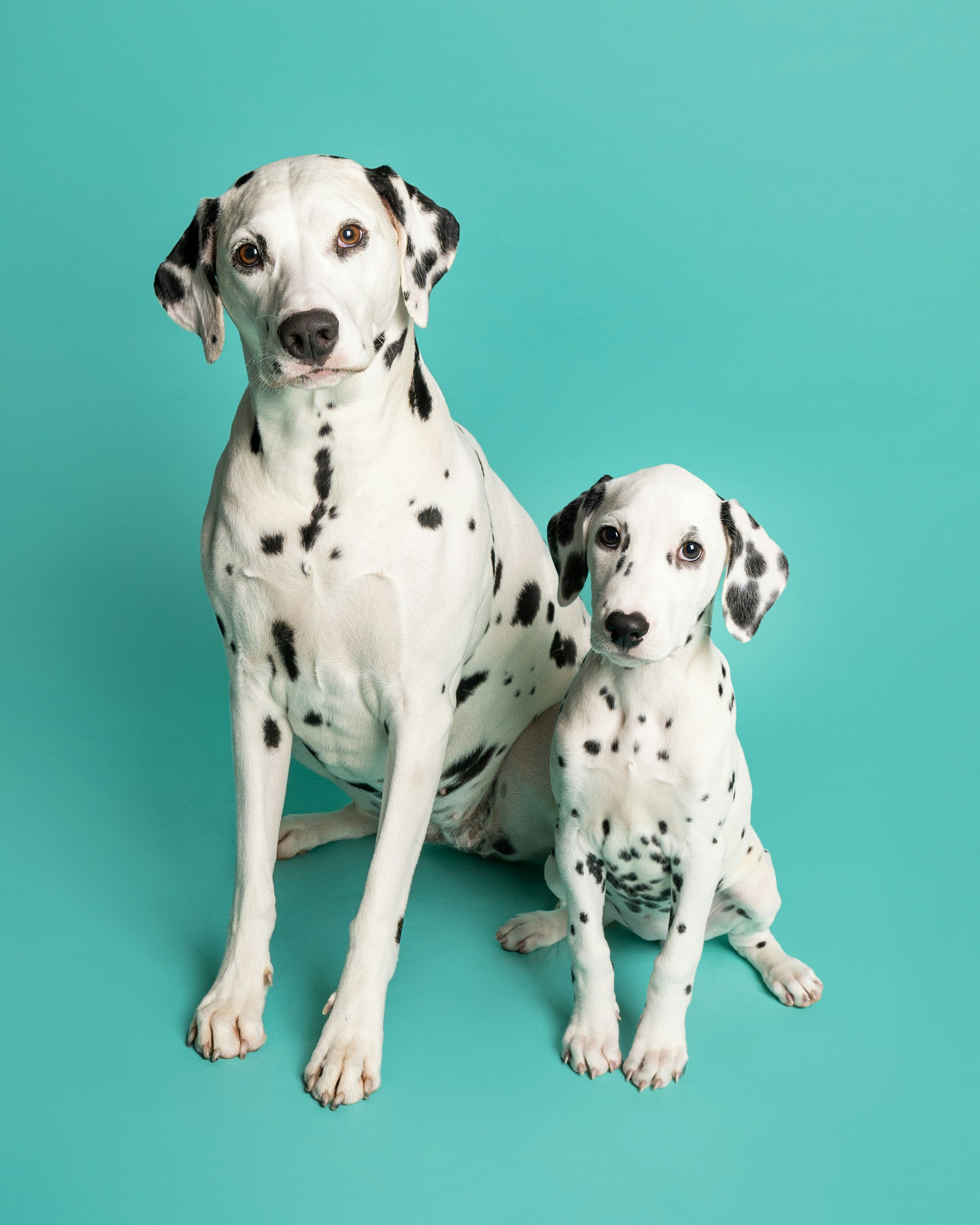 Dalmatian Duo: A Playful Portrait