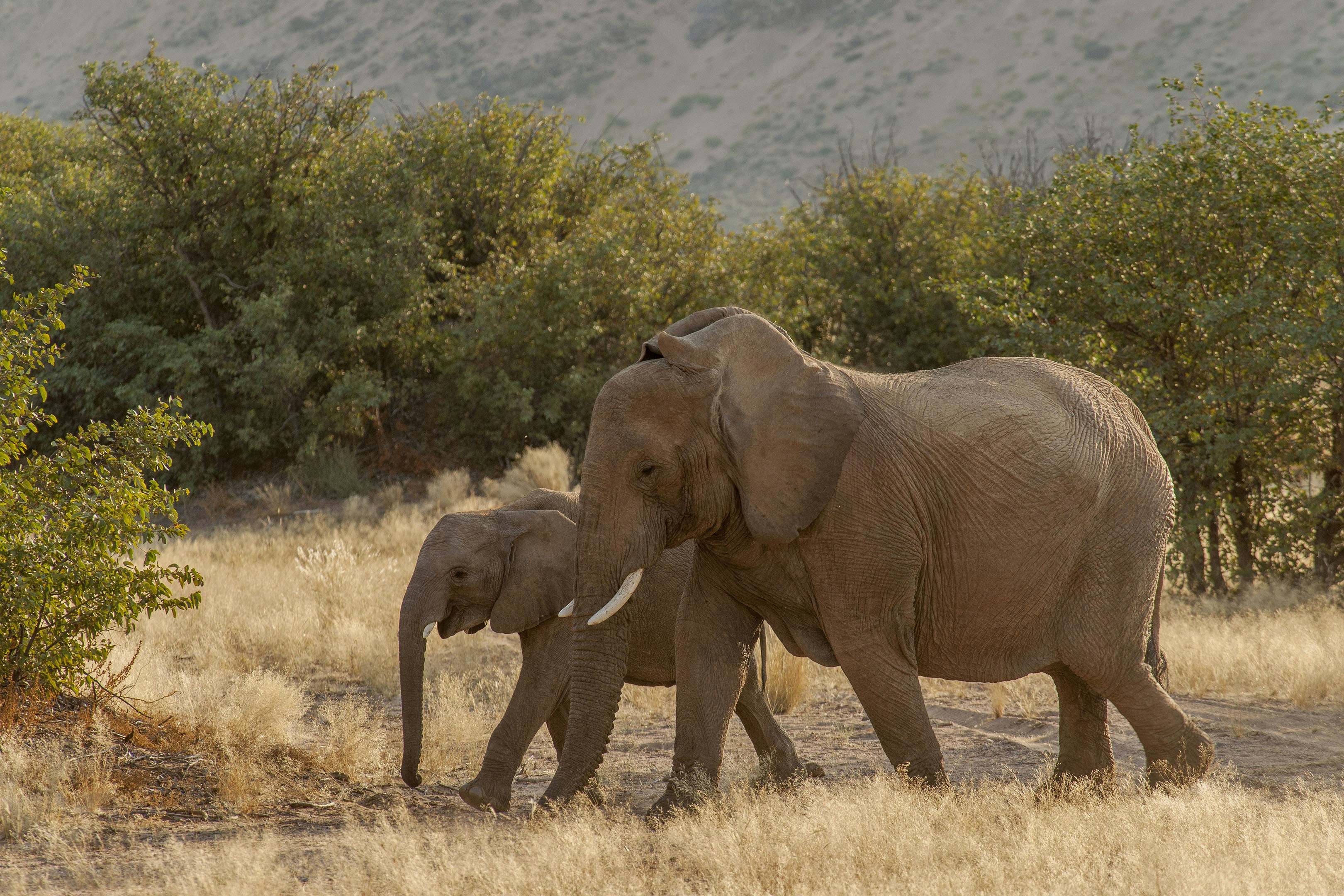 SONY DSC | Mother and baby elephant walking in dry grass