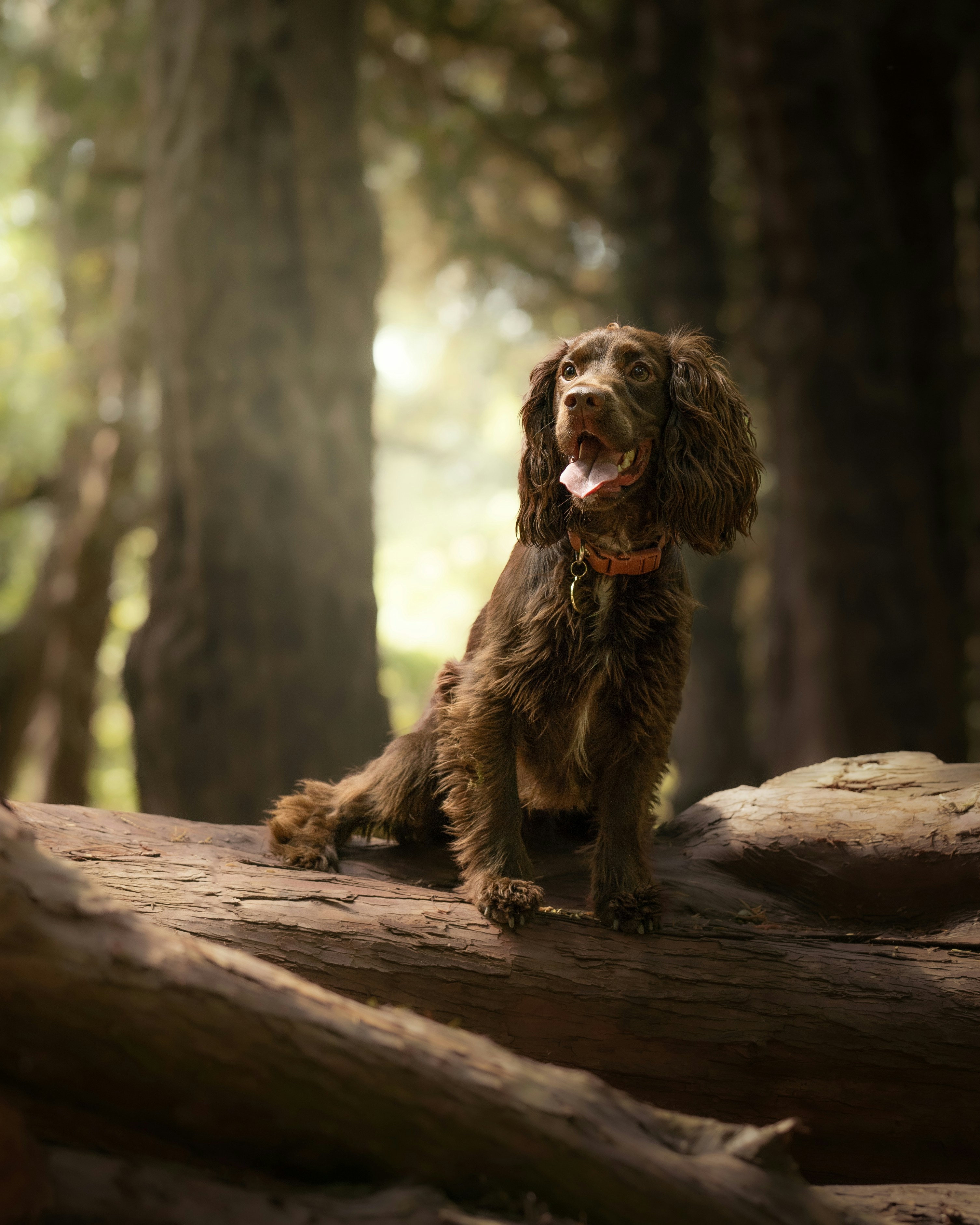 Whimsical Wanderer in the Woods